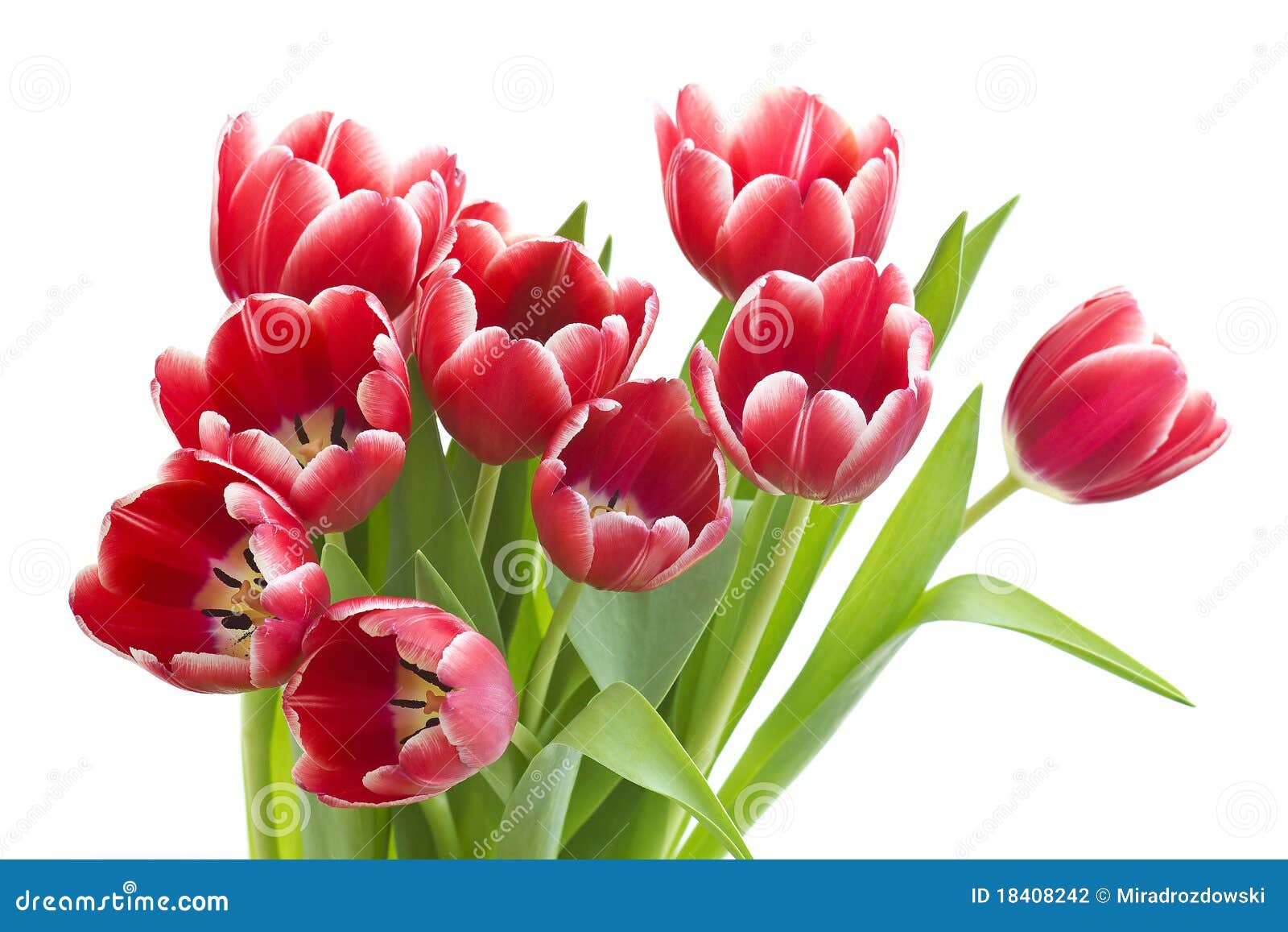 Bouquet of fresh tulips stock photo. Image of card, arrangement - 18408242