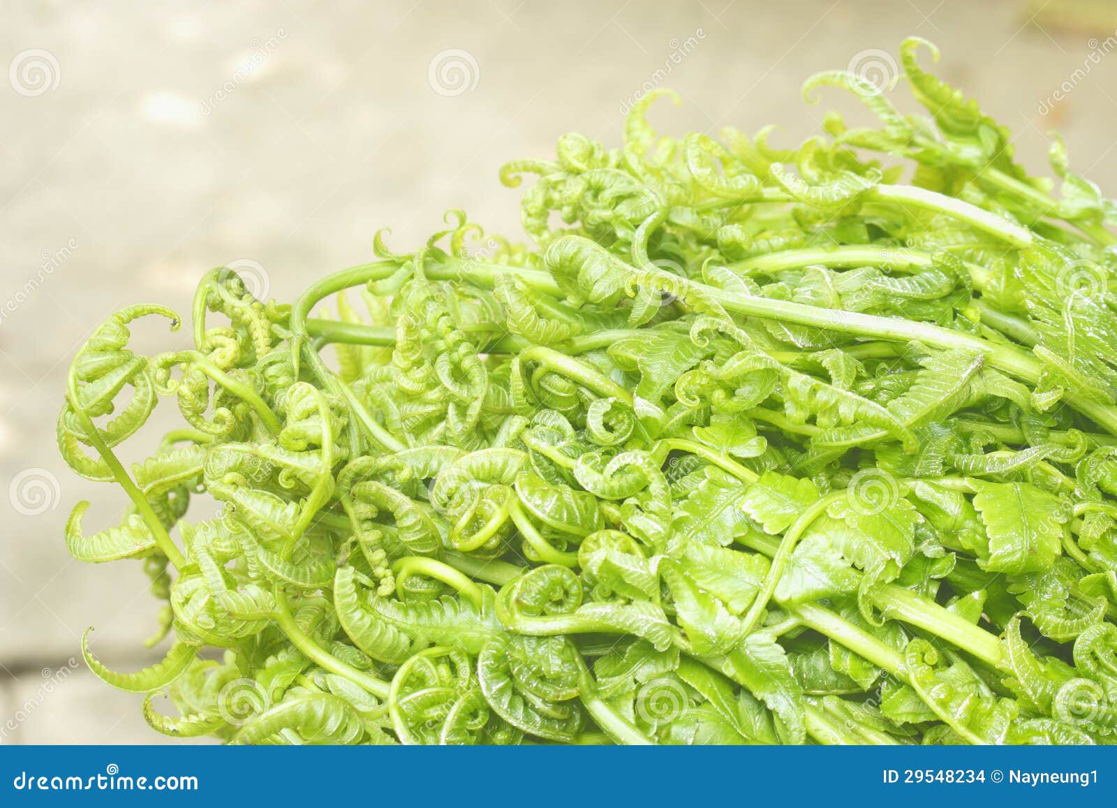 Bouquet of Fresh Vegetable Ferns Leaves. Stock Photo - Image of bunch ...