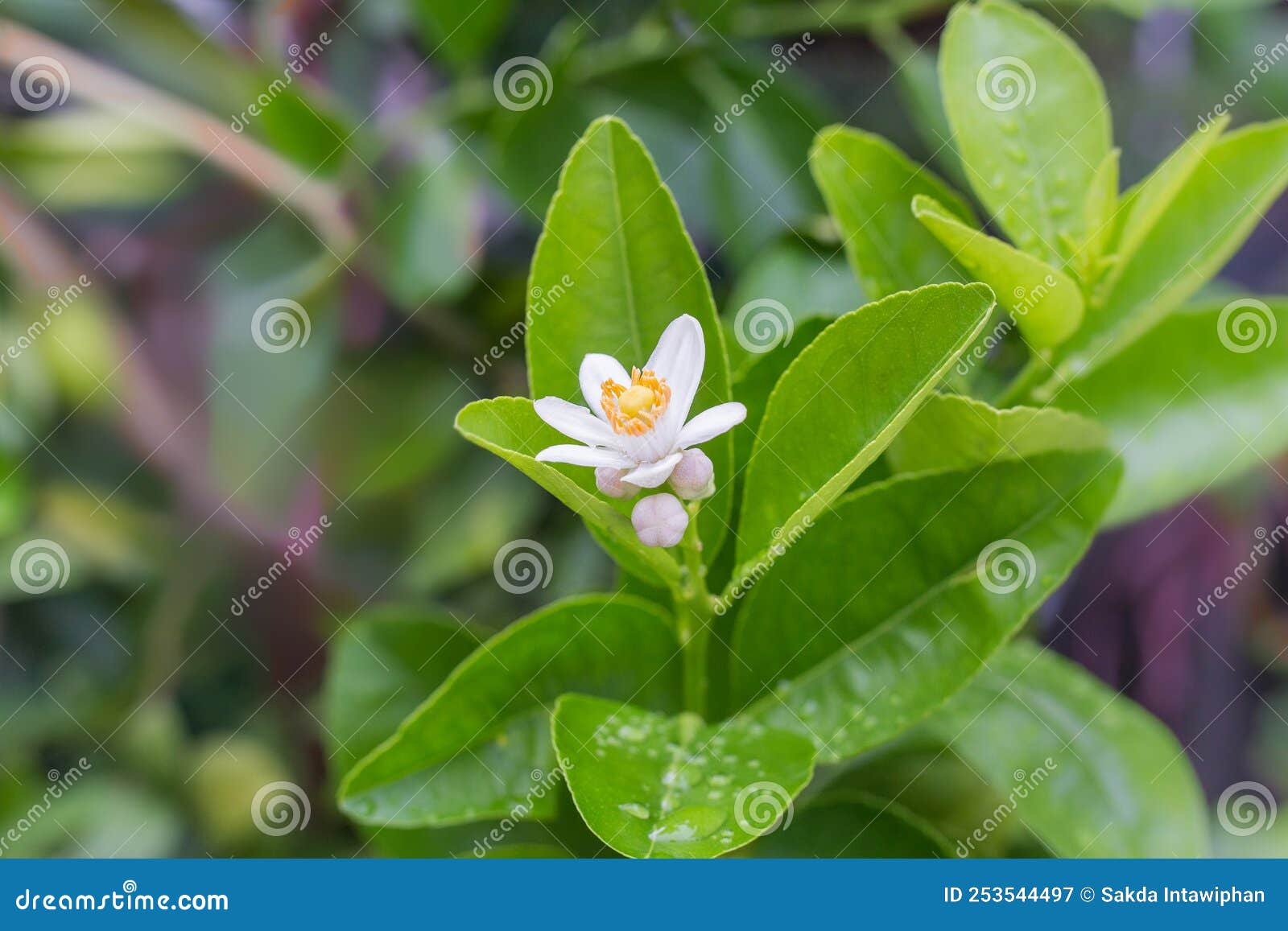 Bouquet of Fresh White Lemons on a Lemon Tree Stock Image - Image of ...