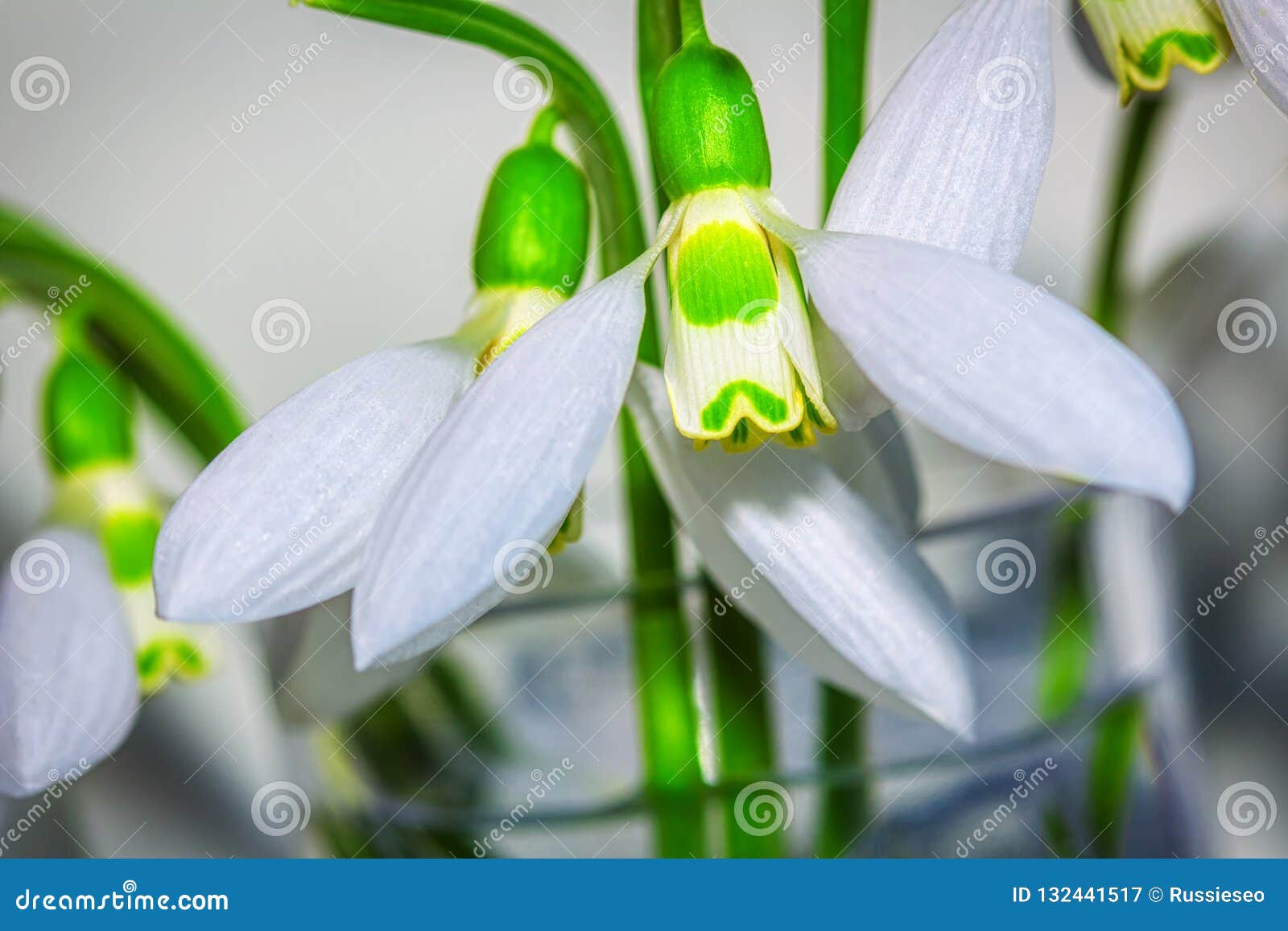 Close Up Image of Snowdrops Stock Image - Image of bright, wild: 132441517