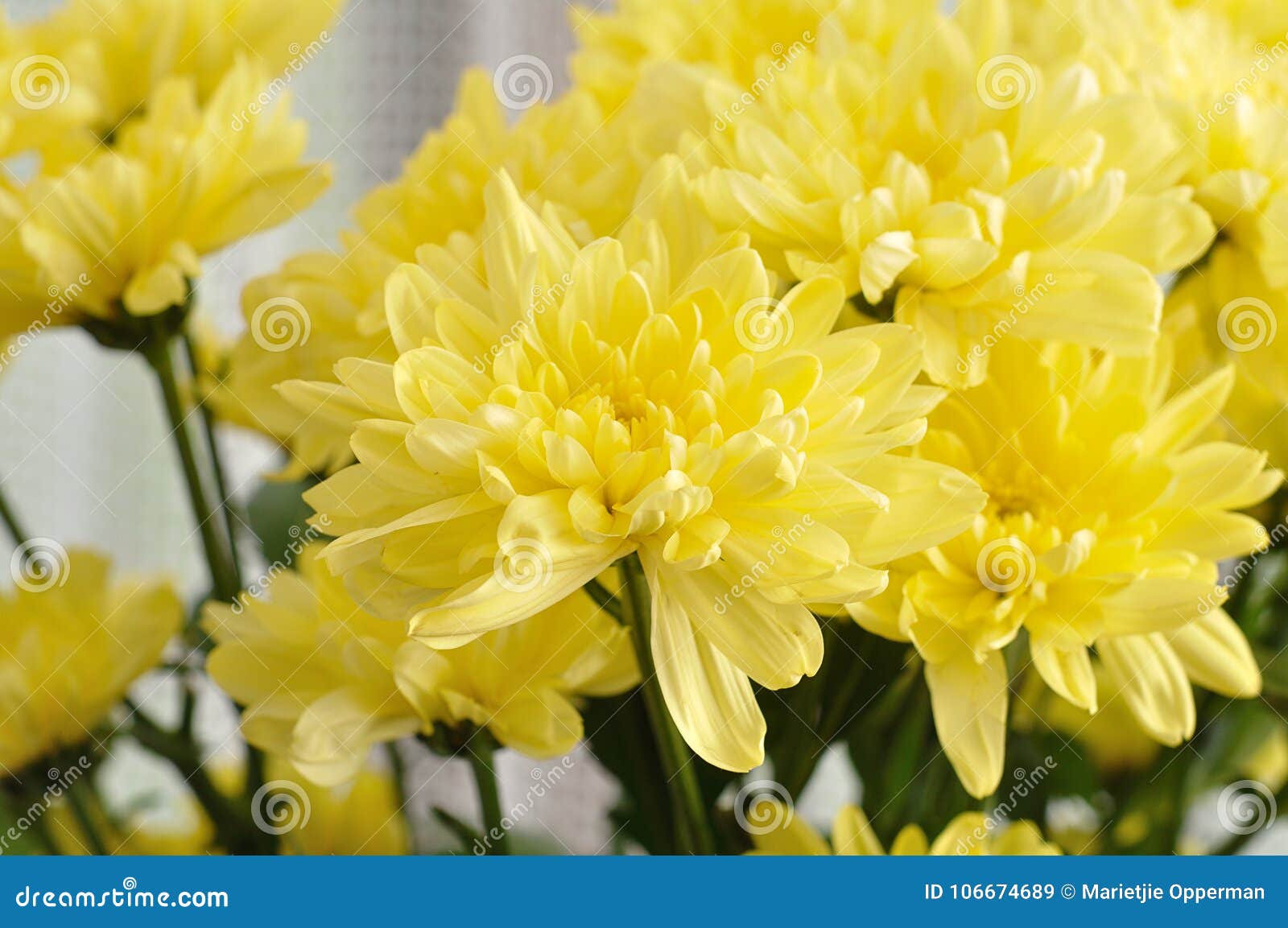 Bouquet of Yellow asters stock image. Image of petal - 106674689