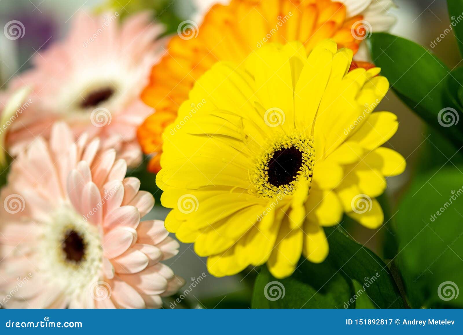 Bouquet of Gerberas of Different Colors Stock Image - Image of flower ...