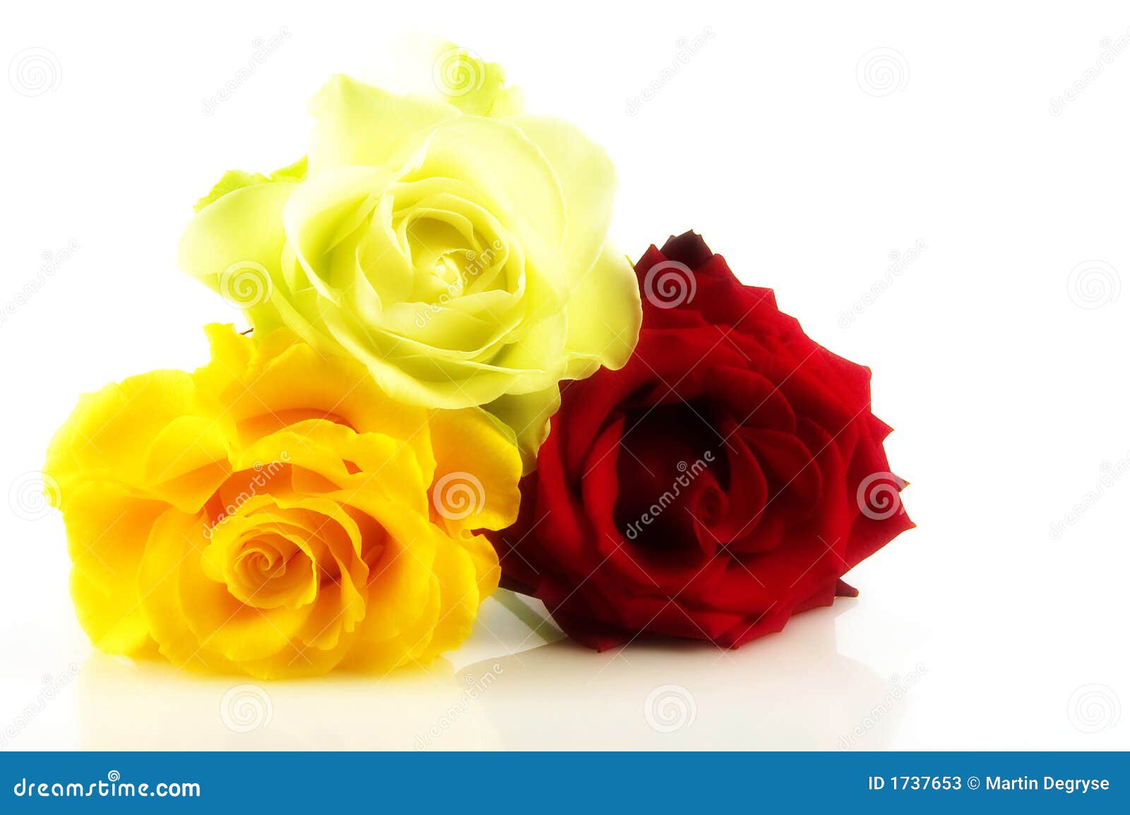 Bouquet glamour roses stock image. Image of abloom, rose - 1737653
