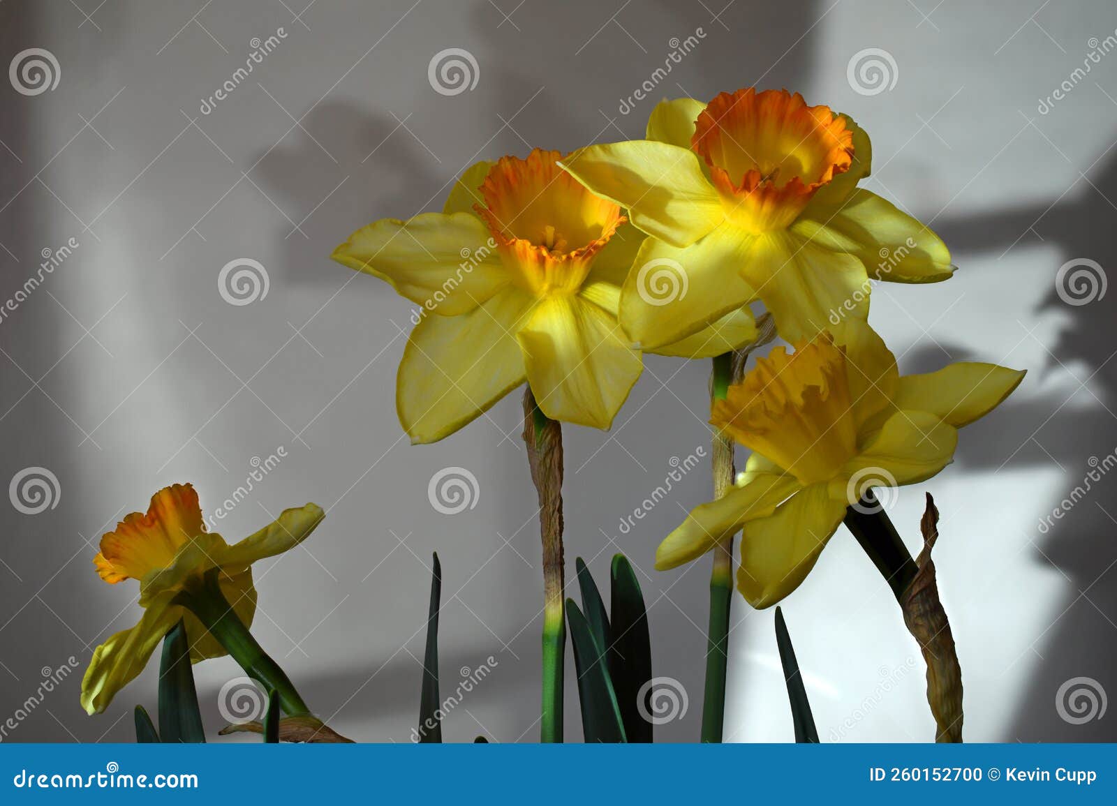 Bouquet of Golden Daffodils in Bright Afternoon Light Stock Photo ...