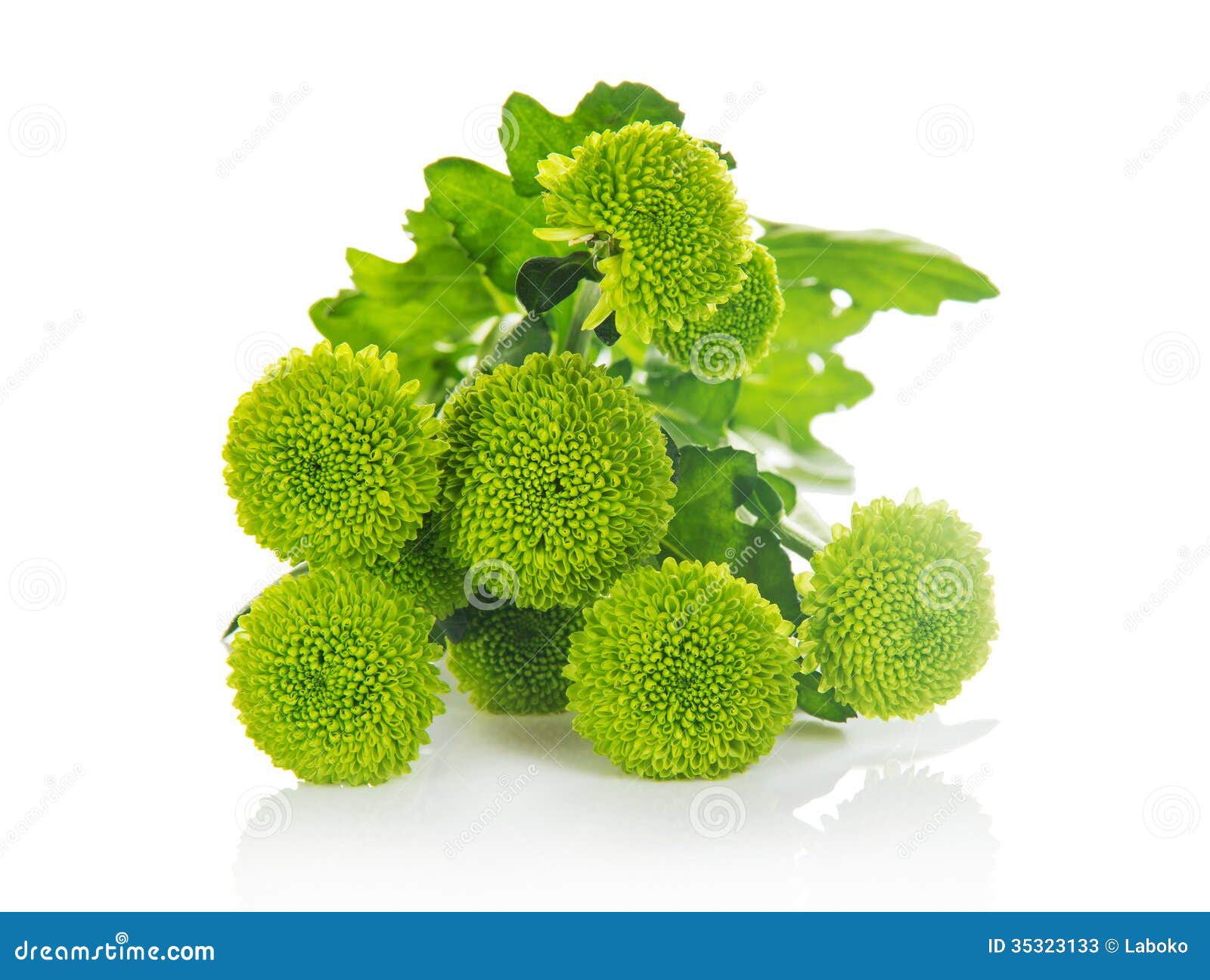 Bouquet of Green Chrysanthemums Stock Image - Image of chrysanthemum ...