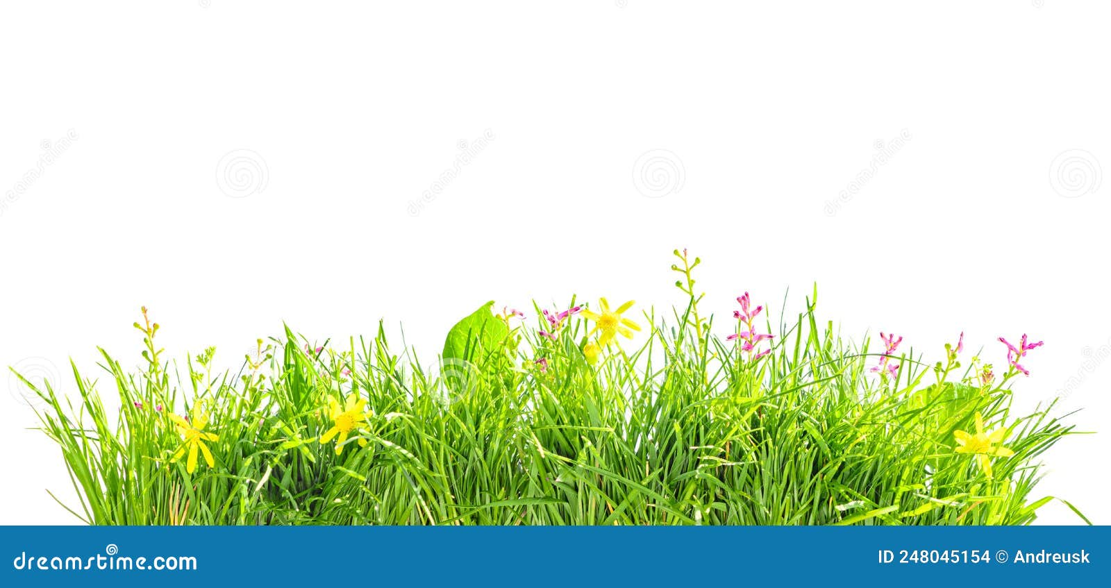 Bouquet of Green Grass and Wild Flowers Isolated on White Stock Photo ...