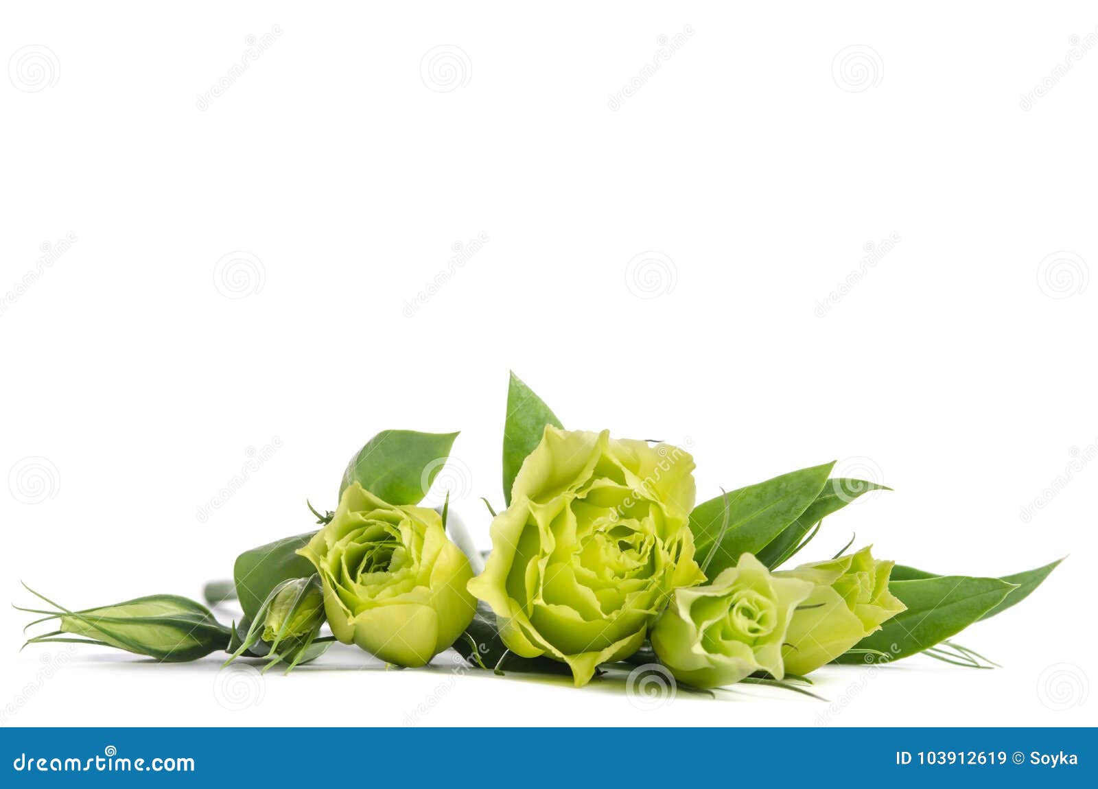 Bouquet of Green Roses on White Background Stock Image - Image of ...