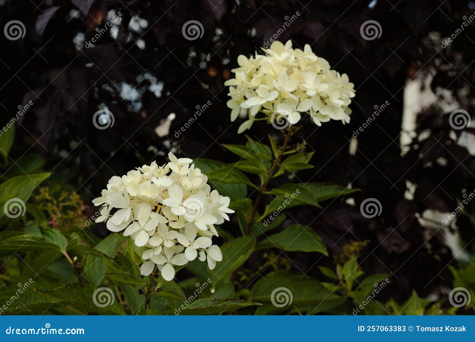 Bouquet Hydrangea (Hydrangea Paniculata) - a Species of Plant in the ...