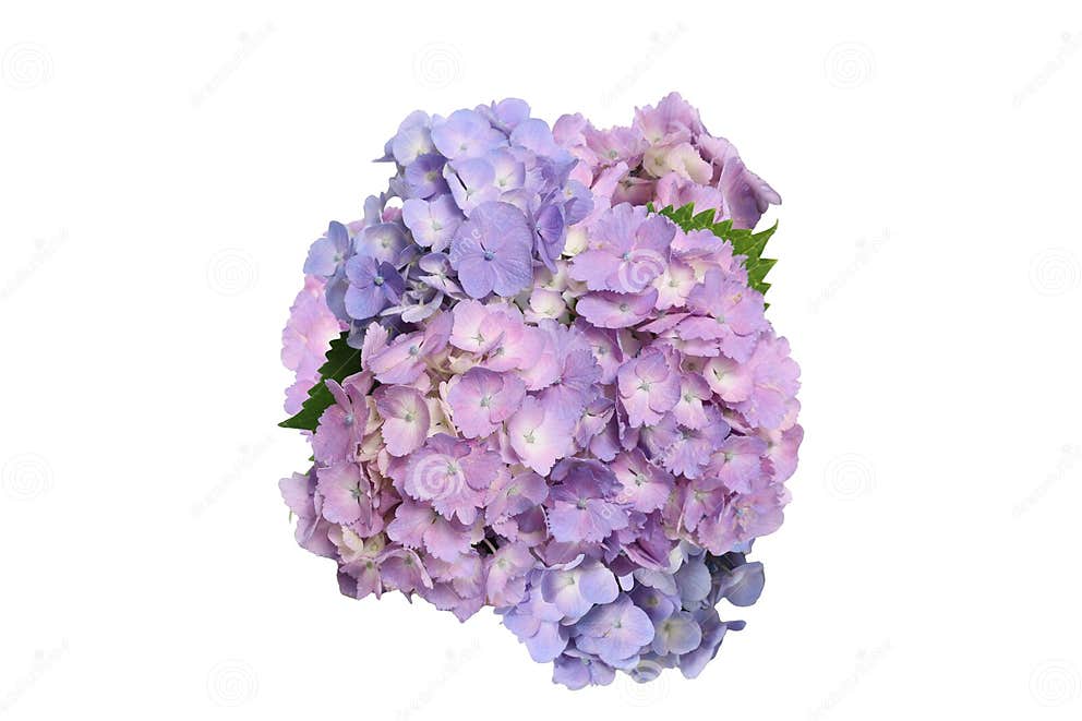 Bouquet of Hydrangea Isolated on a White Background Stock Image - Image ...