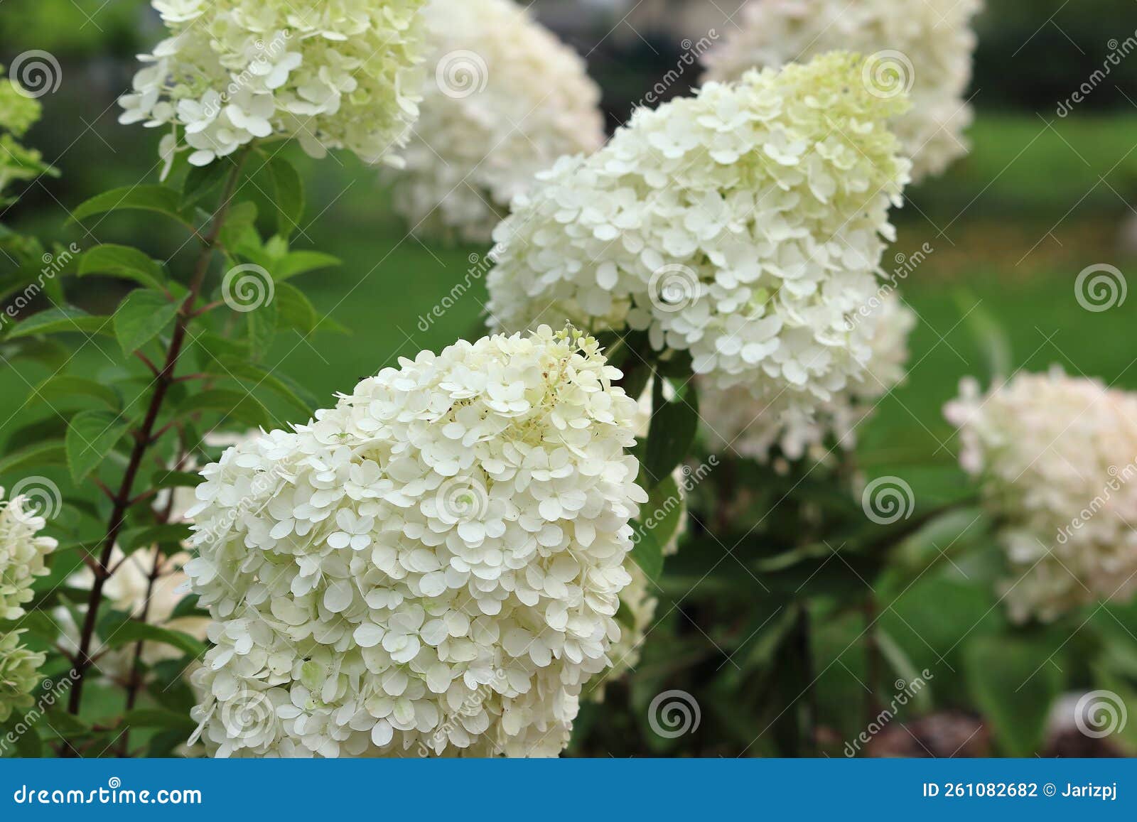 Bouquet of Hydrangeas -Hydrangea Paniculata. Stock Photo - Image of ...