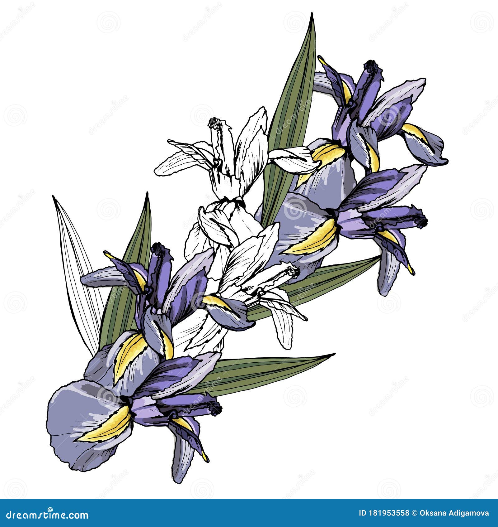 Bouquet of Iris Flowers. Isolated Over White Background Stock Vector ...