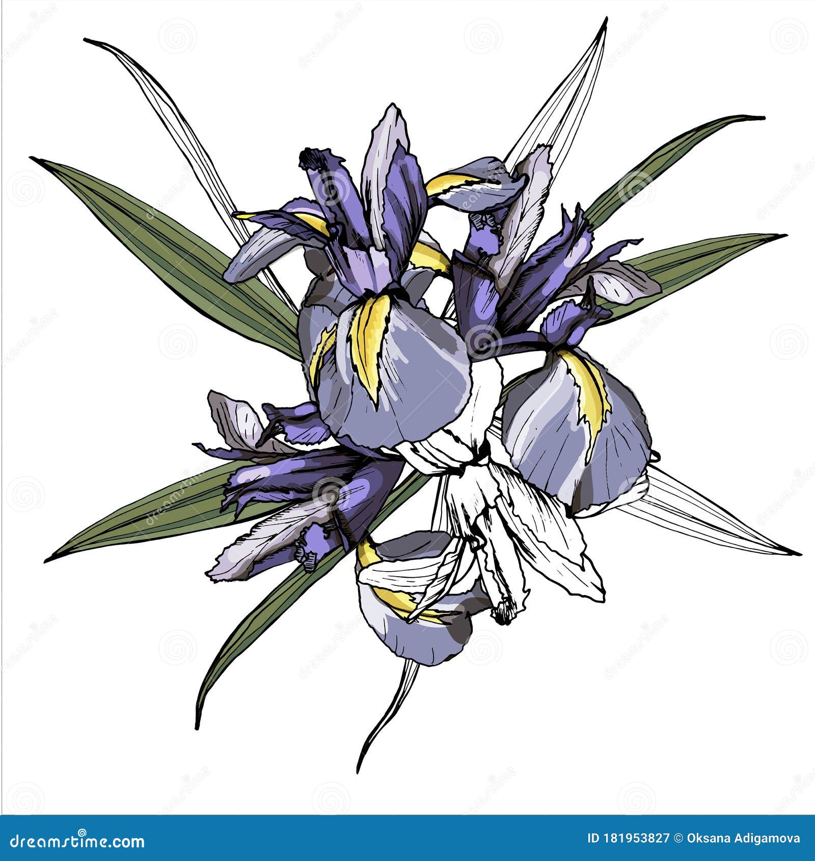 Bouquet of Iris Flowers. Isolated Over White Background Stock Vector ...