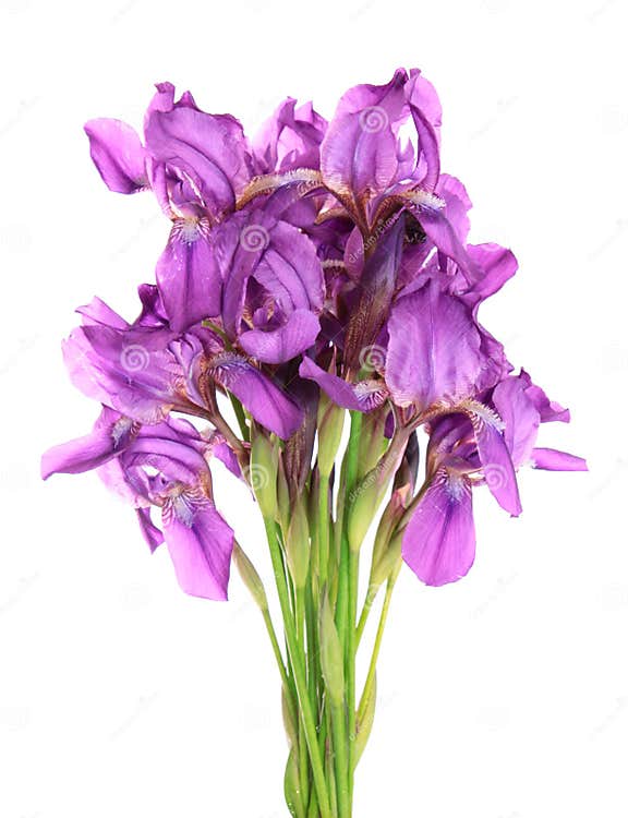 Bouquet irises. stock image. Image of stalks, flower - 14437523