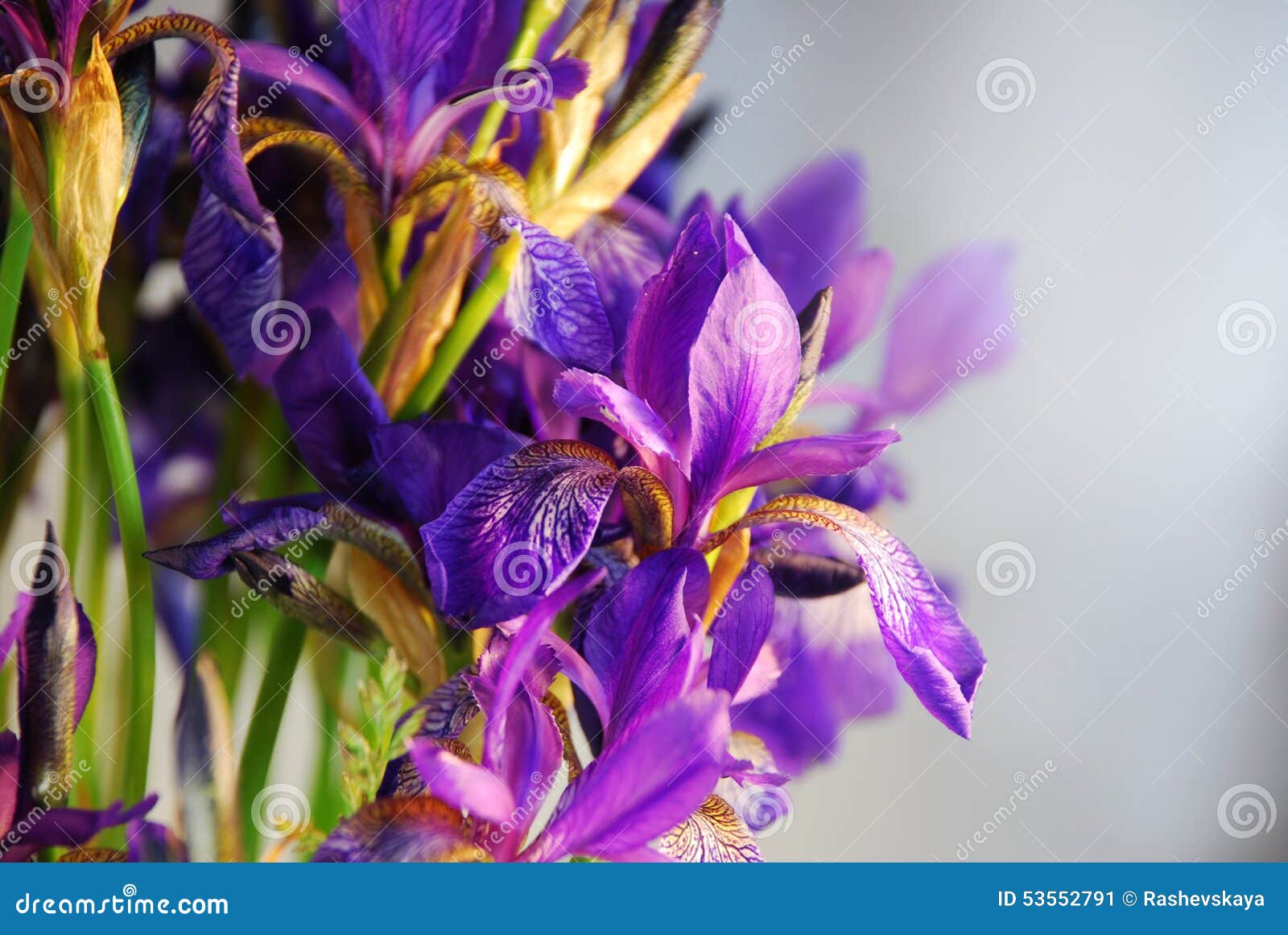 Bouquet of irises stock image. Image of love, botany - 53552791
