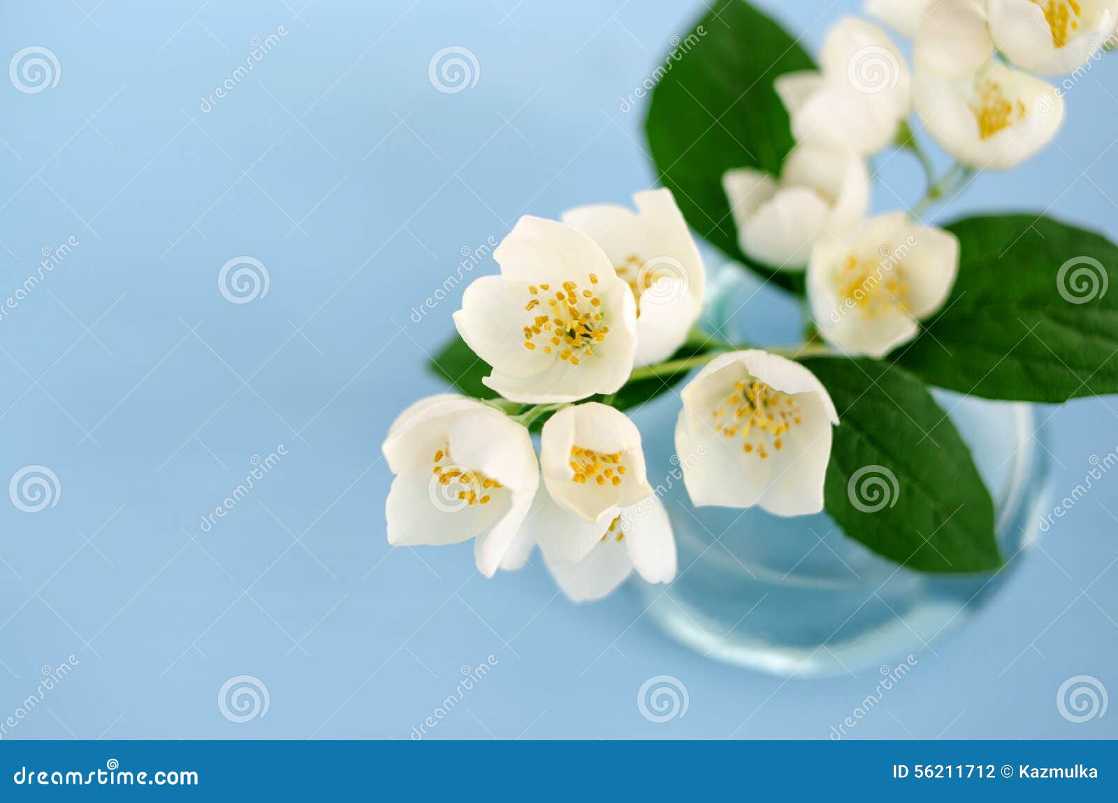 Bouquet of Jasmine on Light Blue Background Stock Photo - Image of ...