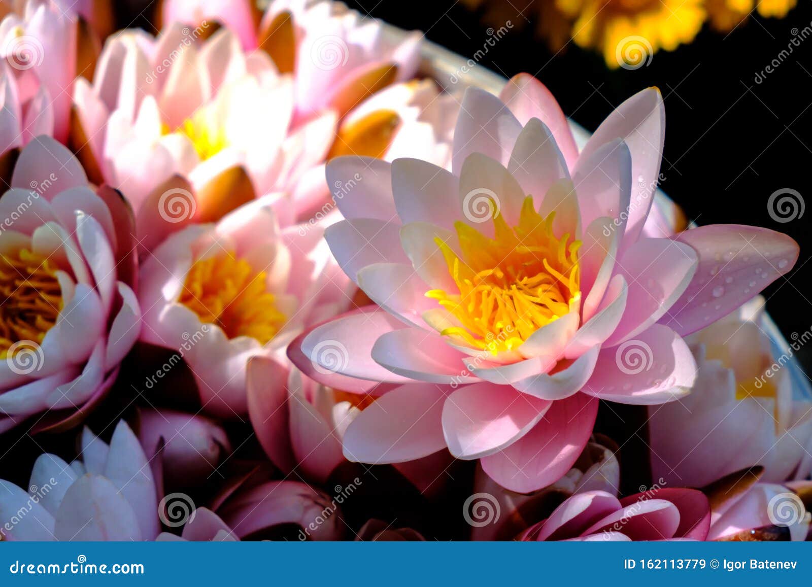 Pink lotuses close-up. stock image. Image of meditation - 162113779