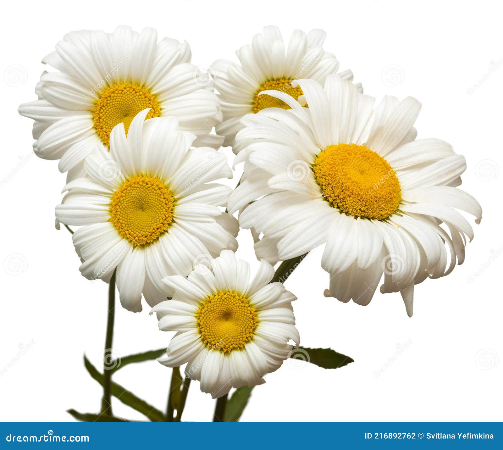 Bouquet of Large White Daisies Stock Photo - Image of floral, bouquet ...