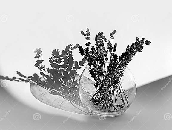 Bouquet of Lavender in a Glass Vase, Shadows from Objects Stock Photo ...