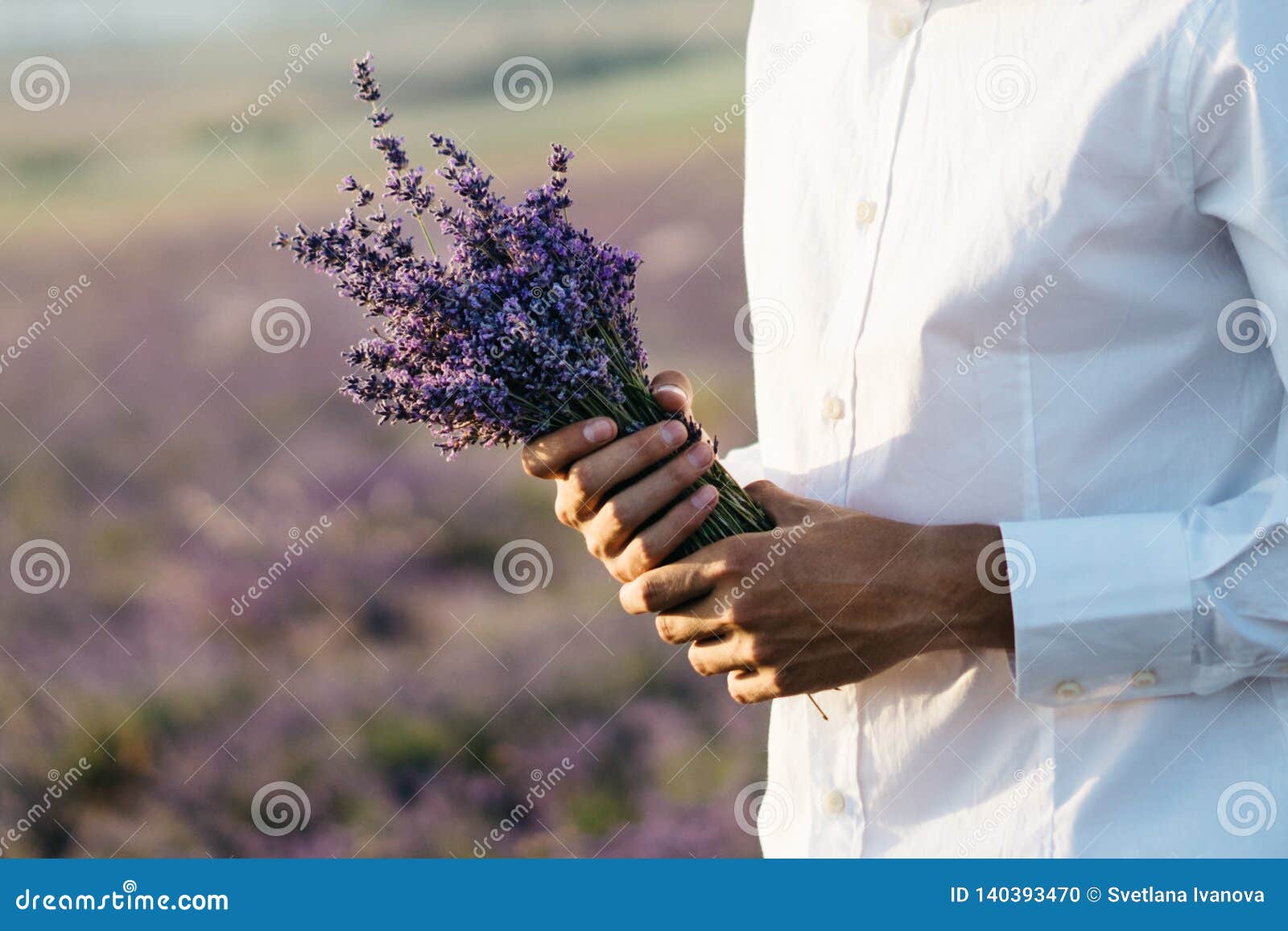 Bouquet of Lavender in the Hands of a Man Stock Photo - Image of floral ...