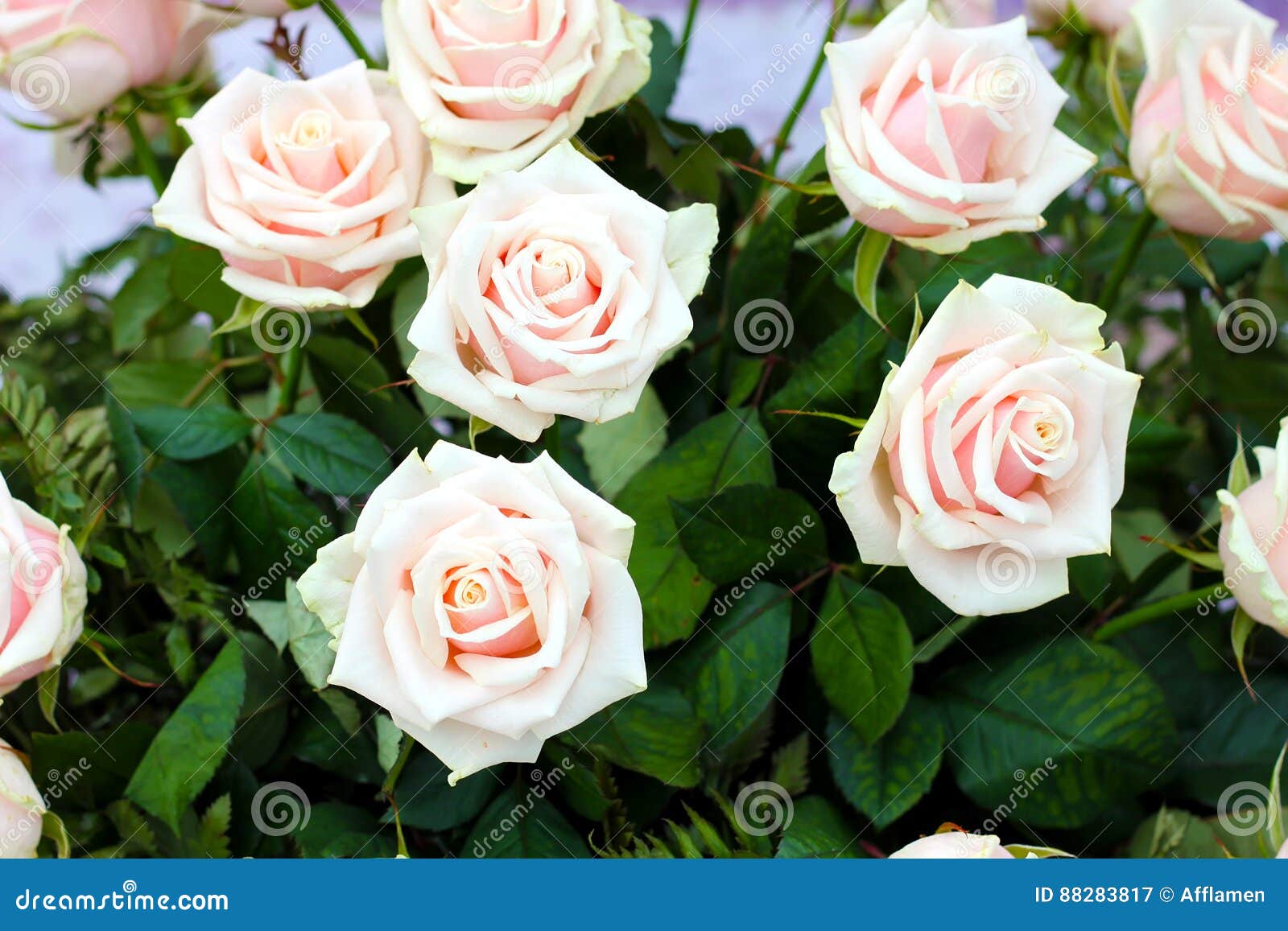 Bouquet of Light Pink Roses Stock Image - Image of white, light: 88283817