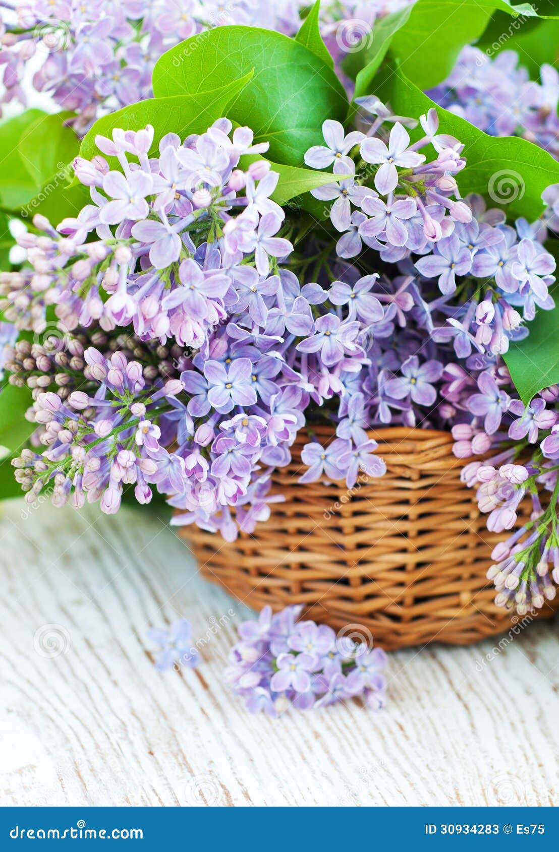 Bouquet of a lilac stock image. Image of green, bunch - 30934283