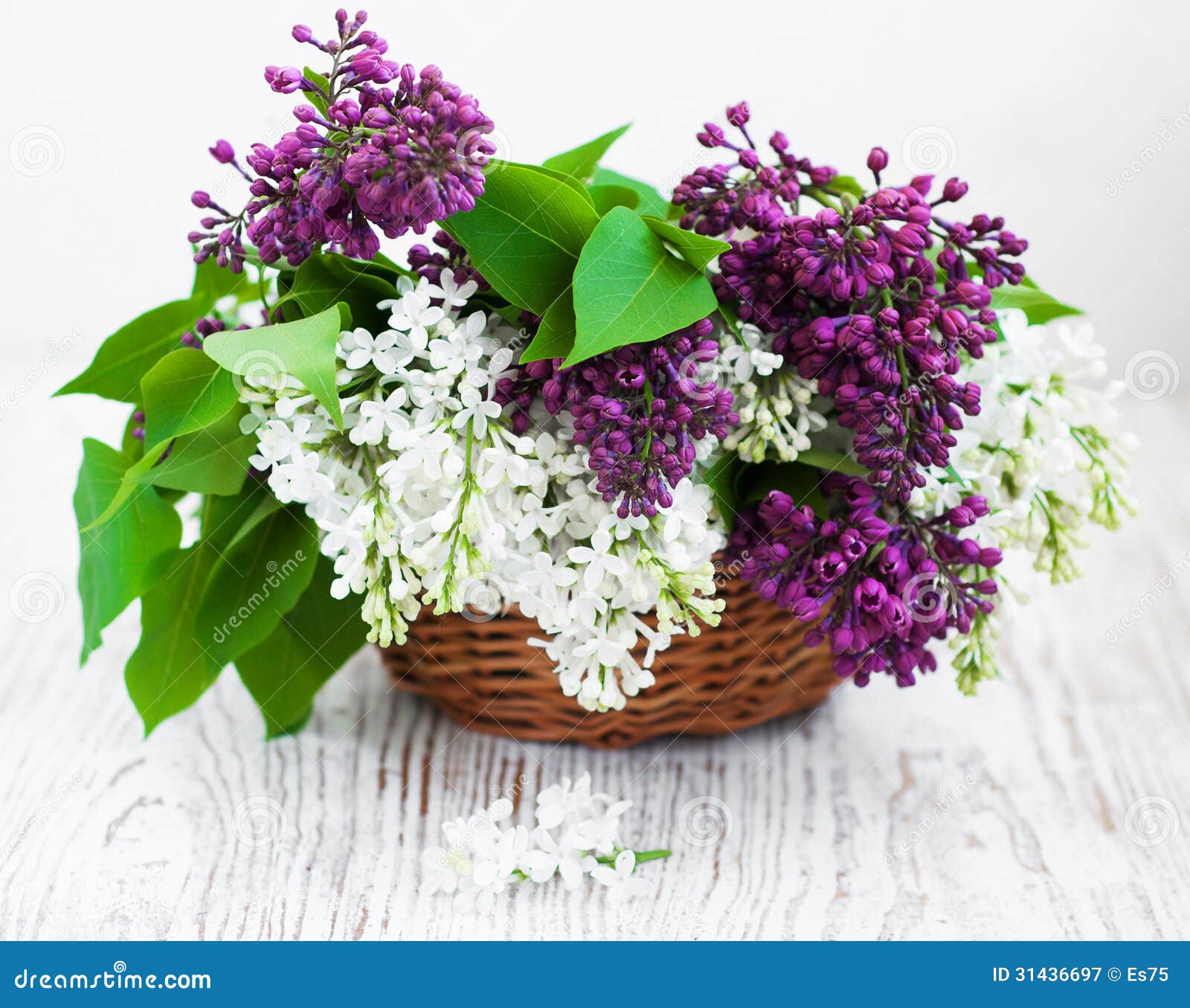 Bouquet of a lilac stock image. Image of summer, plant - 31436697