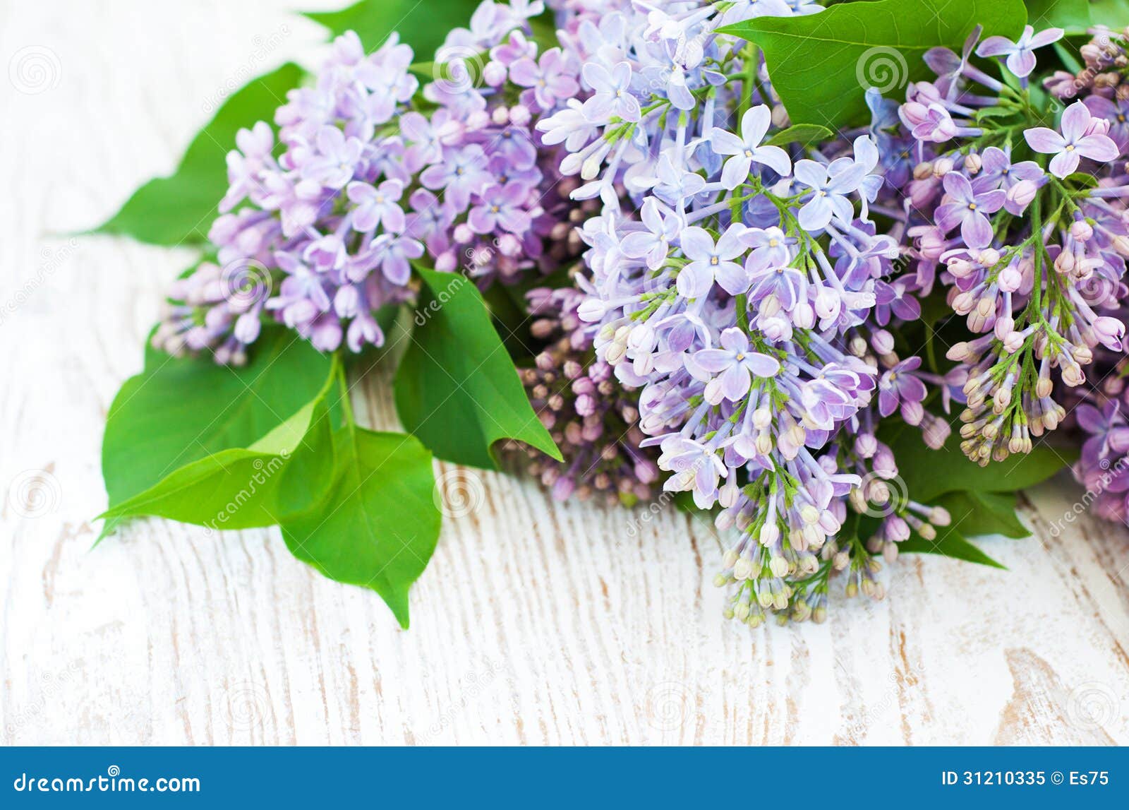 Bouquet of a lilac stock image. Image of nature, plant - 31210335