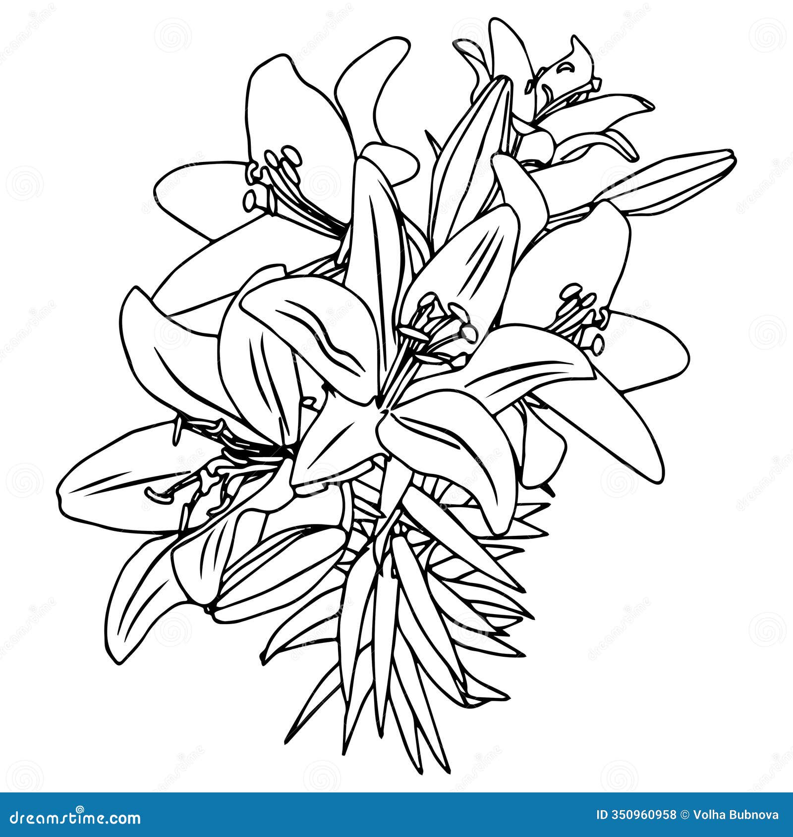 Bouquet of Lilies in Doodle Style. Openwork Illustration on White ...