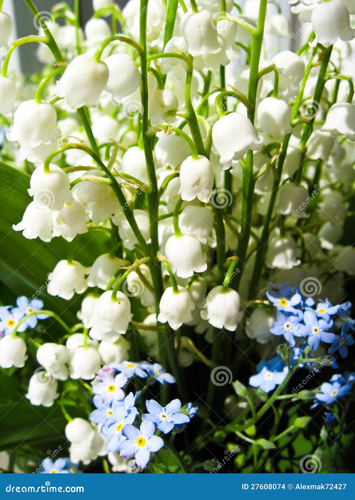 Bouquet of Lilies of the Valley and Blue Flowers Stock Photo - Image of ...