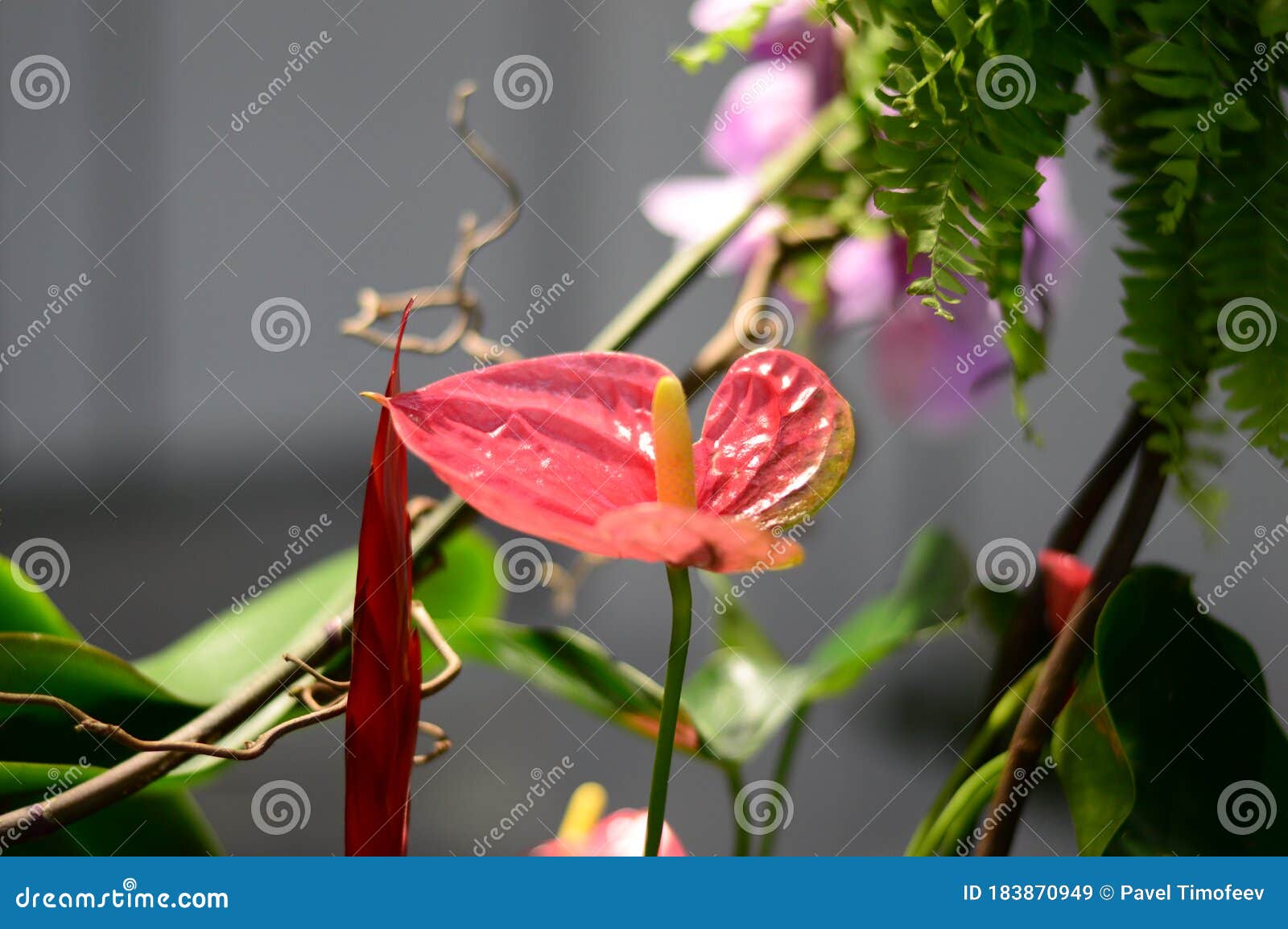 Bouquet of Live Flowers Collected in the Composition Stock Image ...