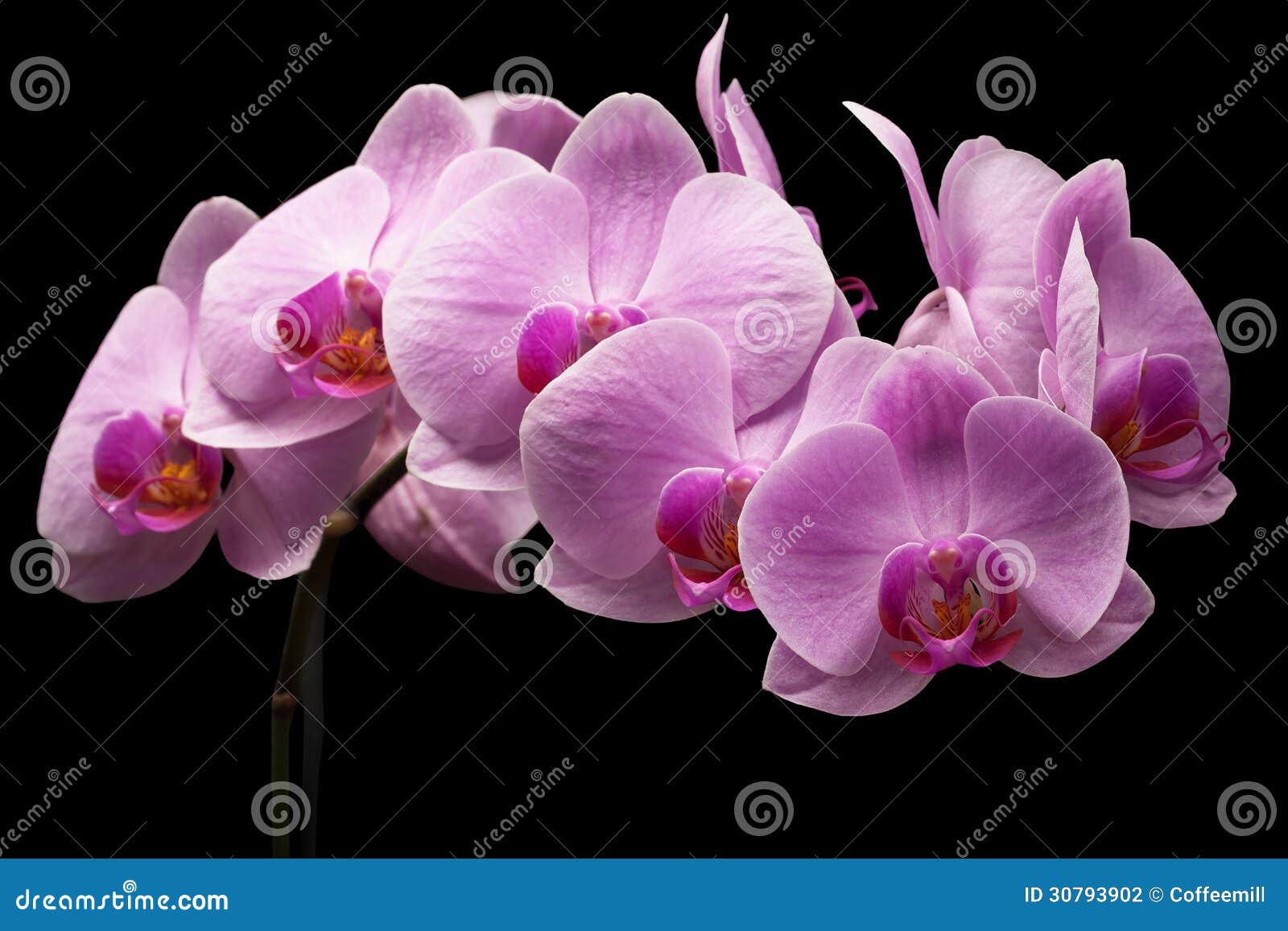 Bouquet of magenta orchids stock photo. Image of beauty - 30793902