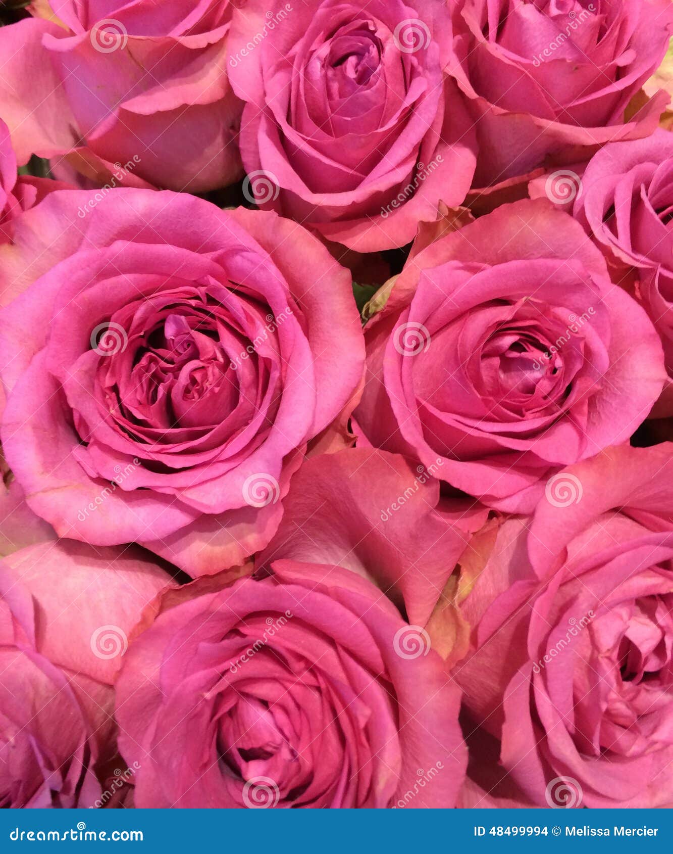 Bouquet of magenta roses stock photo. Image of floweret - 48499994