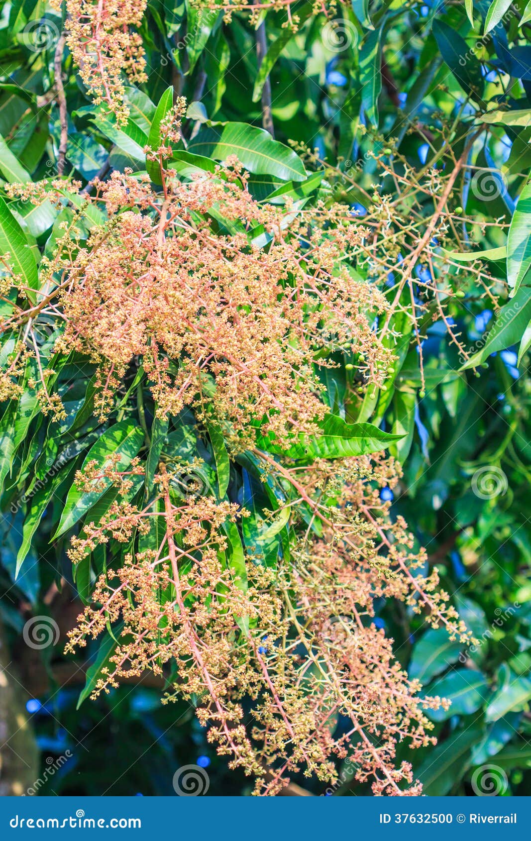 Bouquet of mango flower stock photo. Image of asia, exotic - 37632500