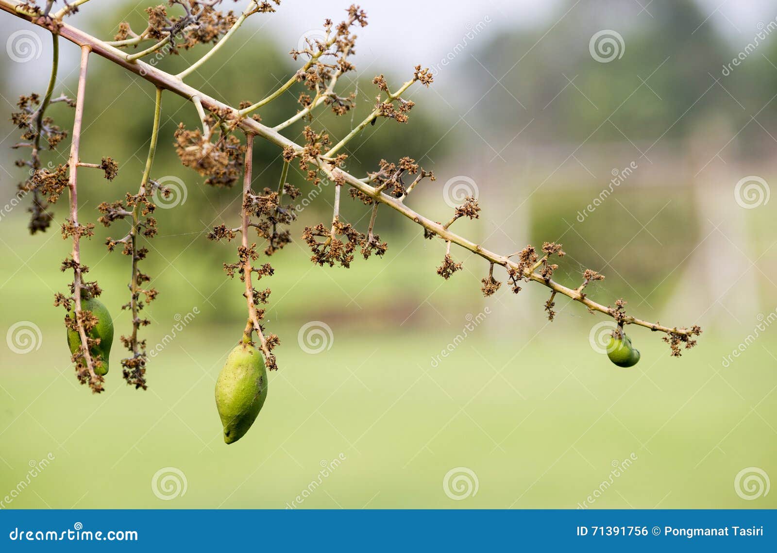 Mango Flower And Fruit