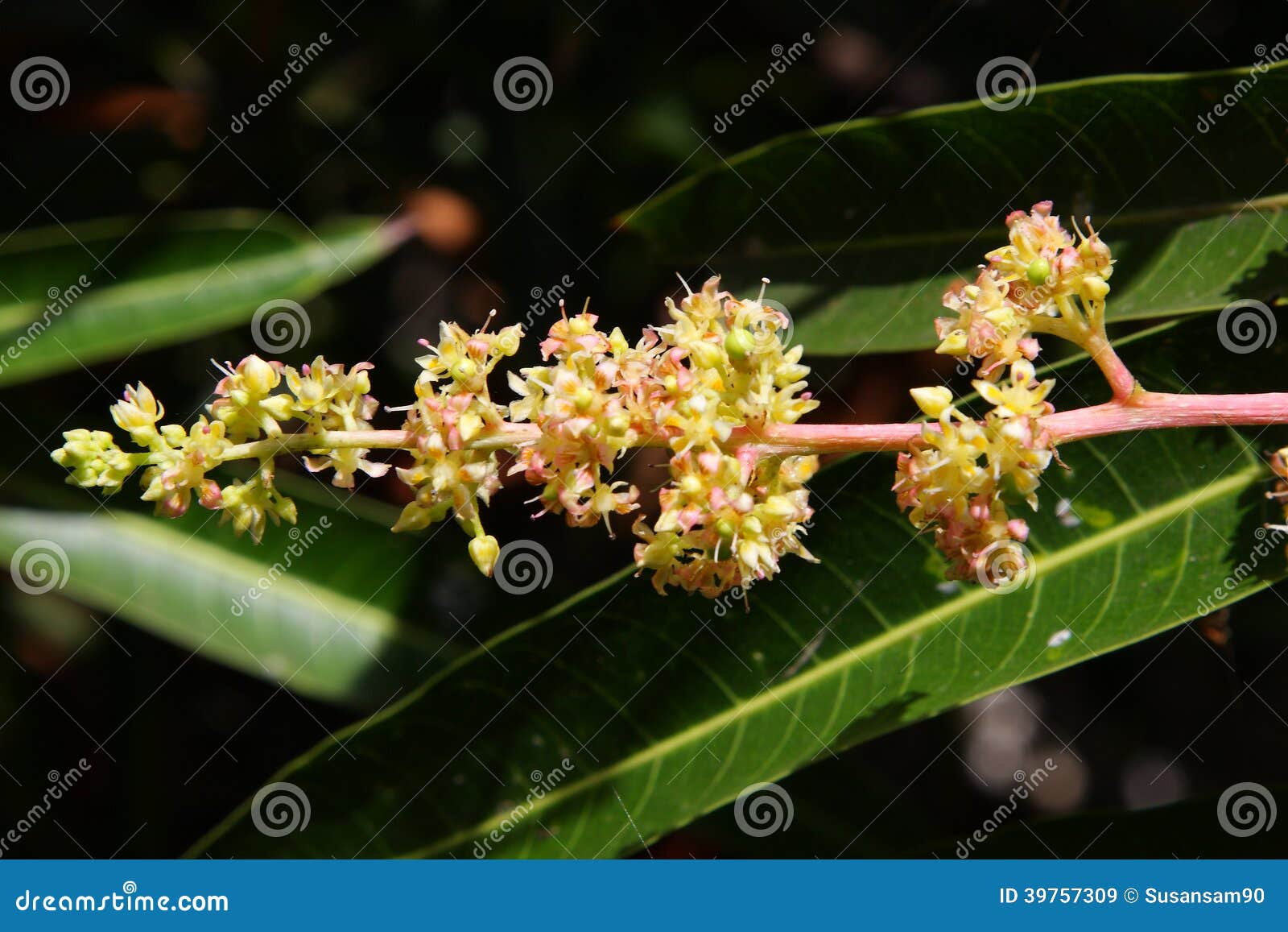 Bouquet of mango flower stock image. Image of environment - 39757309