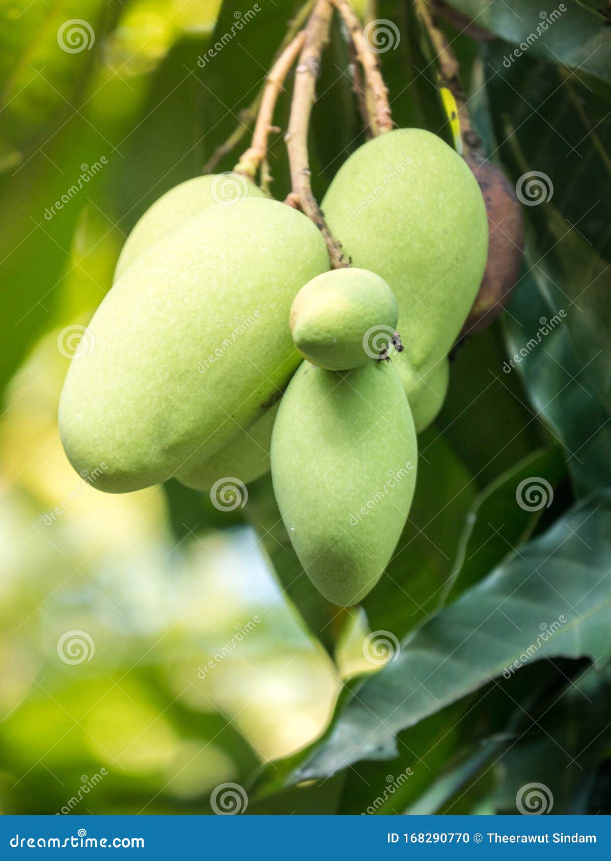 Bouquet of mango on tree stock photo. Image of nature - 168290770