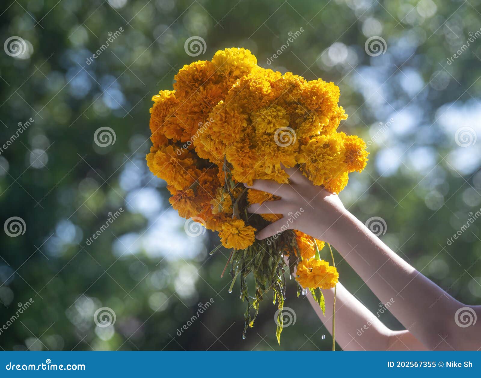 A Bouquet of Marigold Flowers Stock Image - Image of jessore, marigold ...