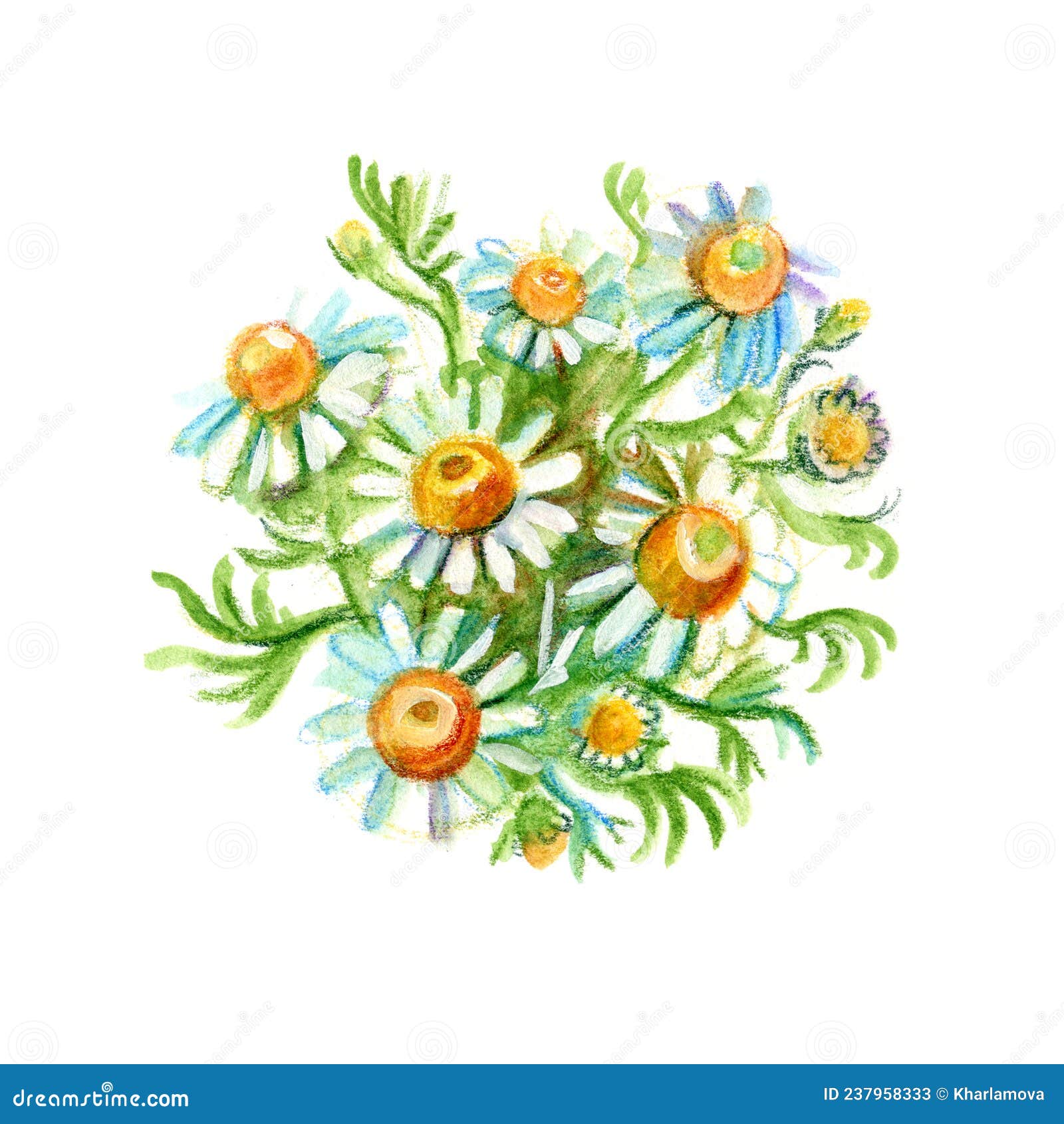 Chamomile . Drawing And Hand-lettering Royalty-Free Stock Photo ...
