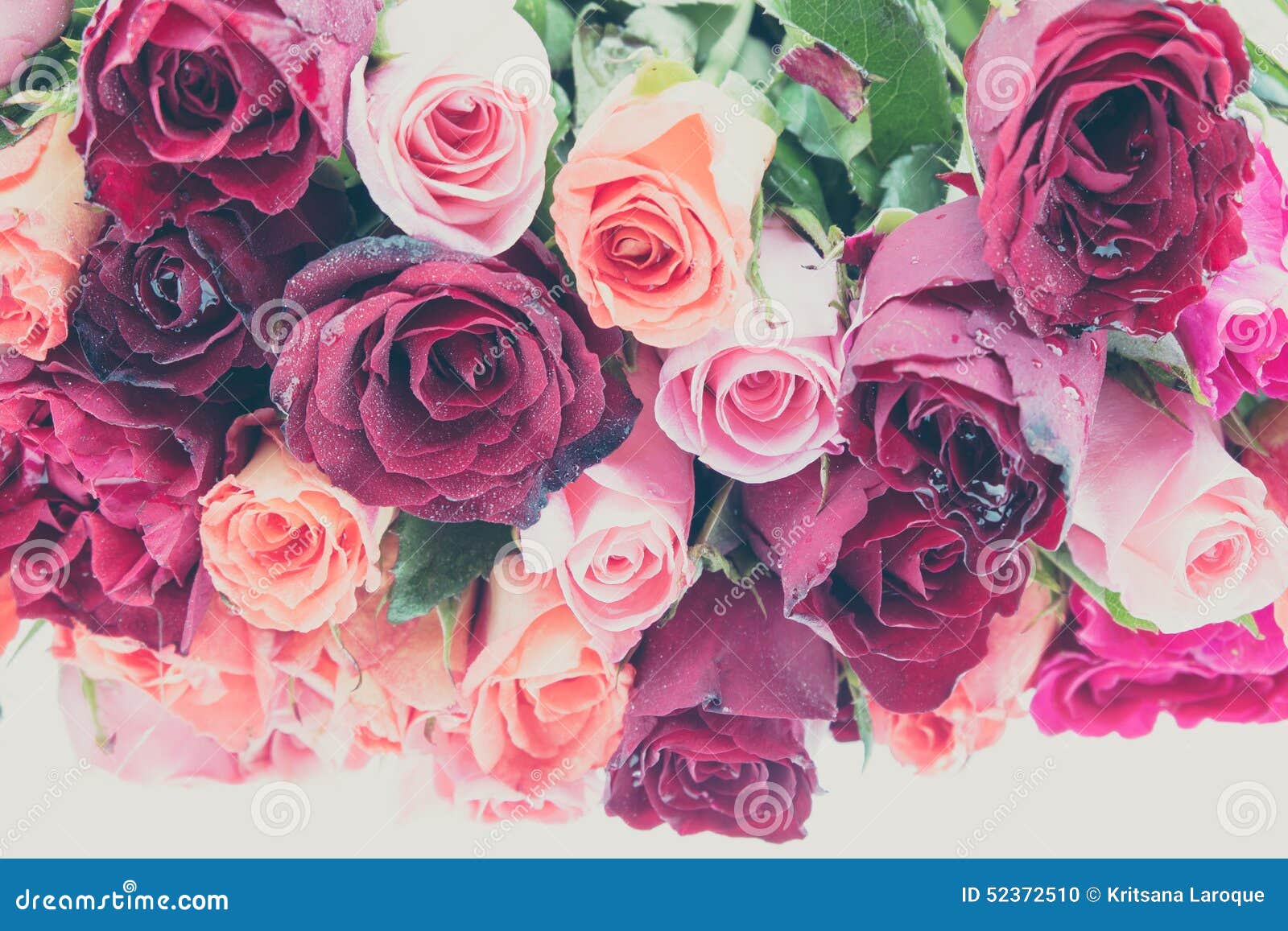 Bouquet of Multi-colored Roses Isolated on White Stock Photo - Image of ...