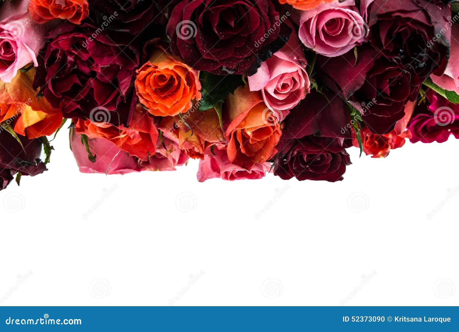 Bouquet of Multi-colored Roses Isolated on White Stock Photo - Image of ...
