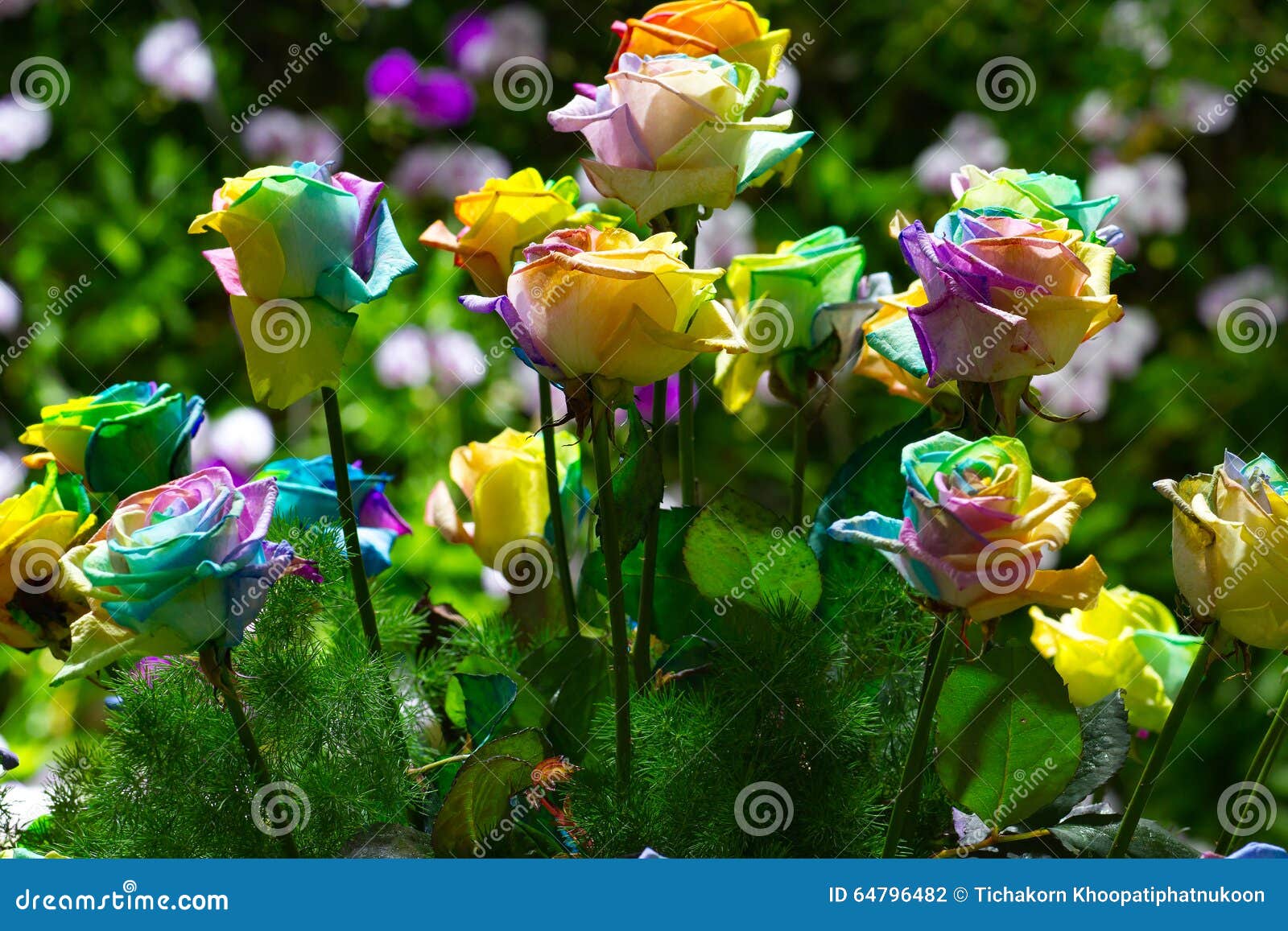 Bouquet of Multi-colored Roses Rainbow Rose Stock Photo - Image of ...