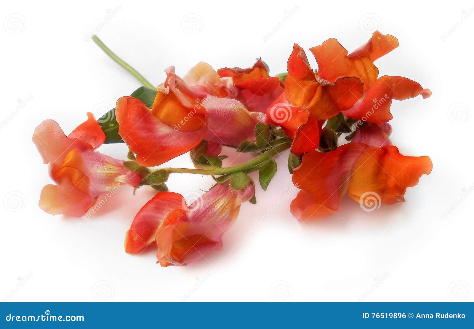 Bouquet of Multicolored Snapdragons Stock Photo - Image of small ...