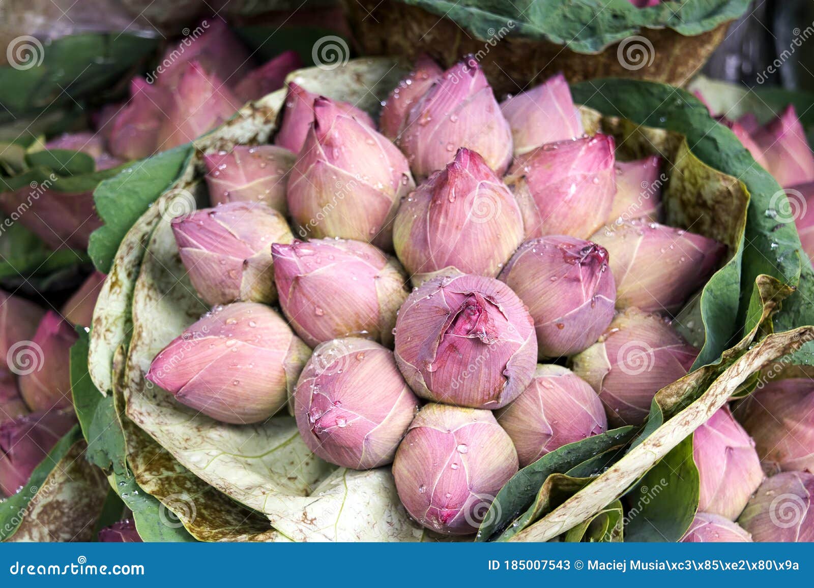 Bouquet Of Not Fully Bloomed Lotus Flowers Royalty-Free Stock Photo ...