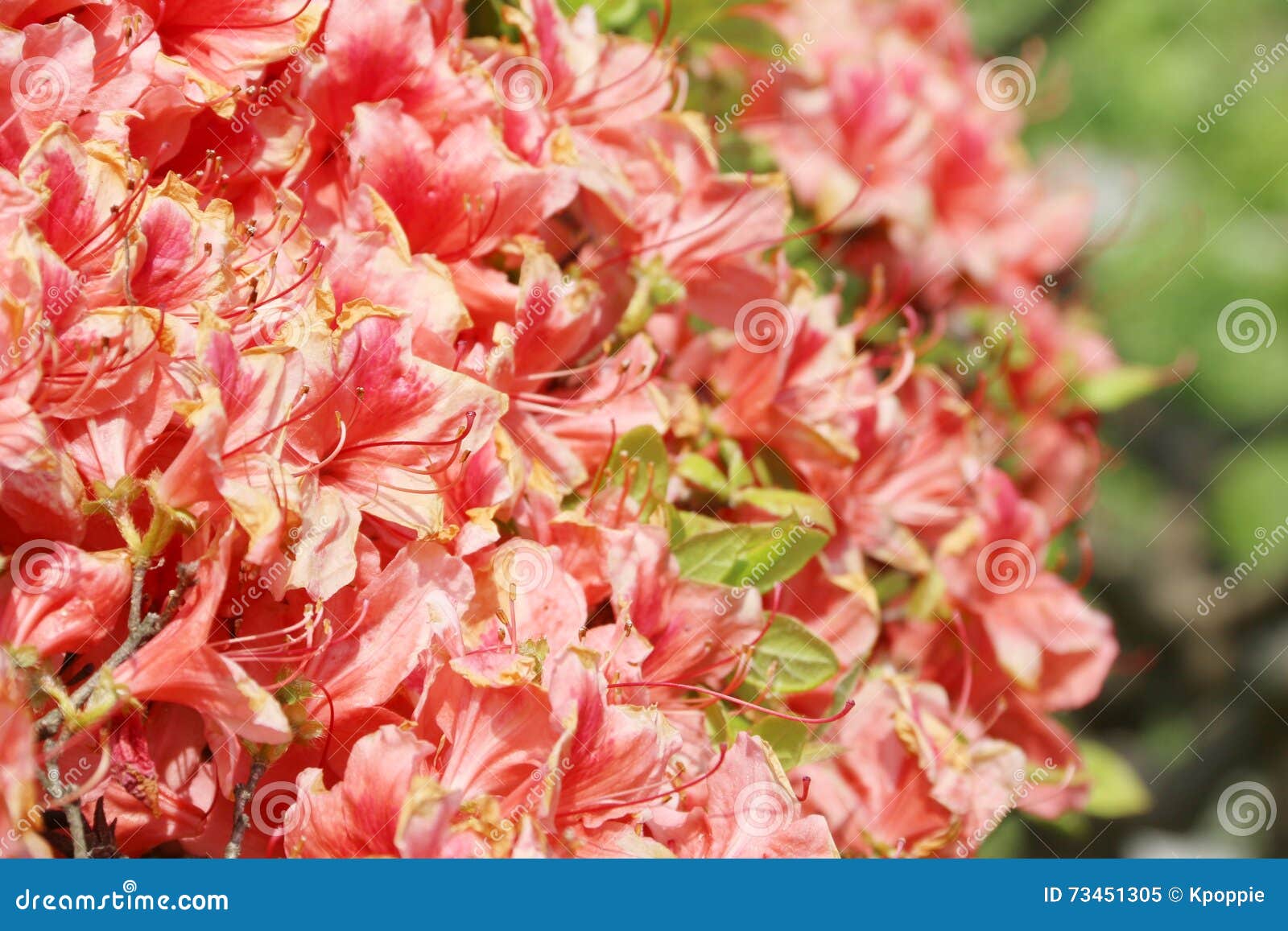 Bouquet of Old Rose Color Flower Stock Image - Image of bunch ...