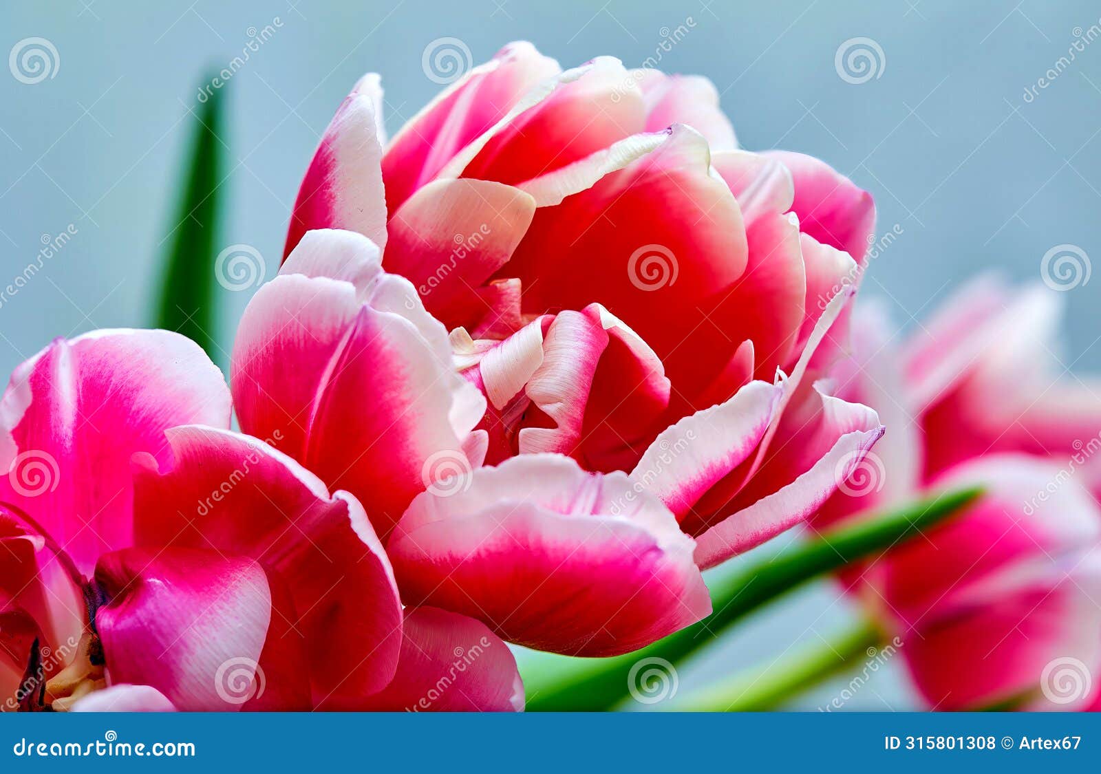 A Bouquet of Open Pink Tulips Columbus Stock Photo - Image of tulipa ...