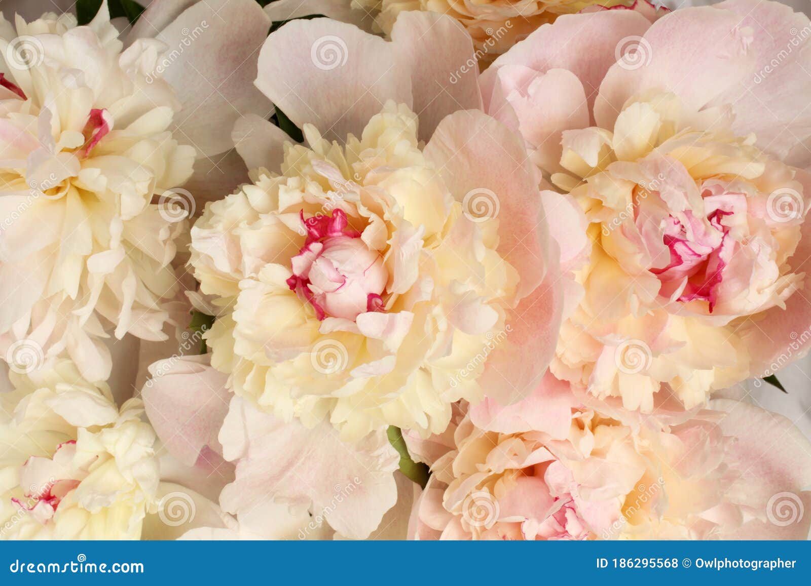 Bouquet of Opened Small Light Pink Peonies. Closeup Stock Photo - Image ...
