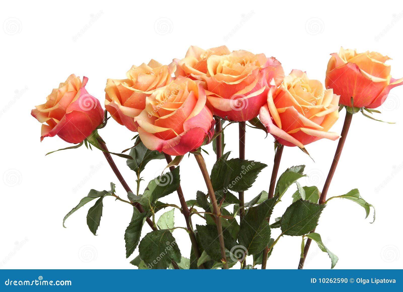 Bouquet of orange roses stock photo. Image of blossom - 10262590