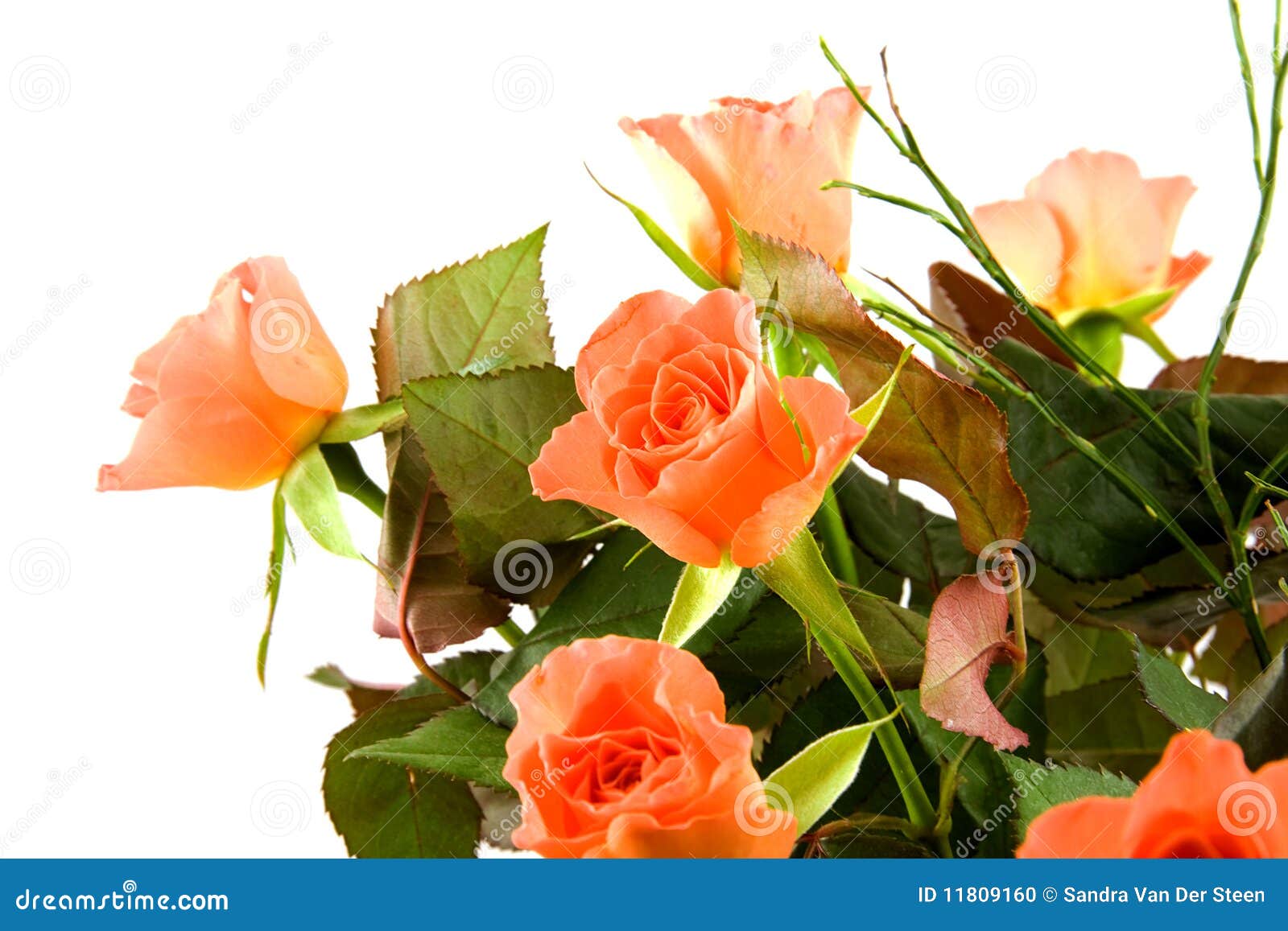 Bouquet of orange roses stock photo. Image of nature - 11809160