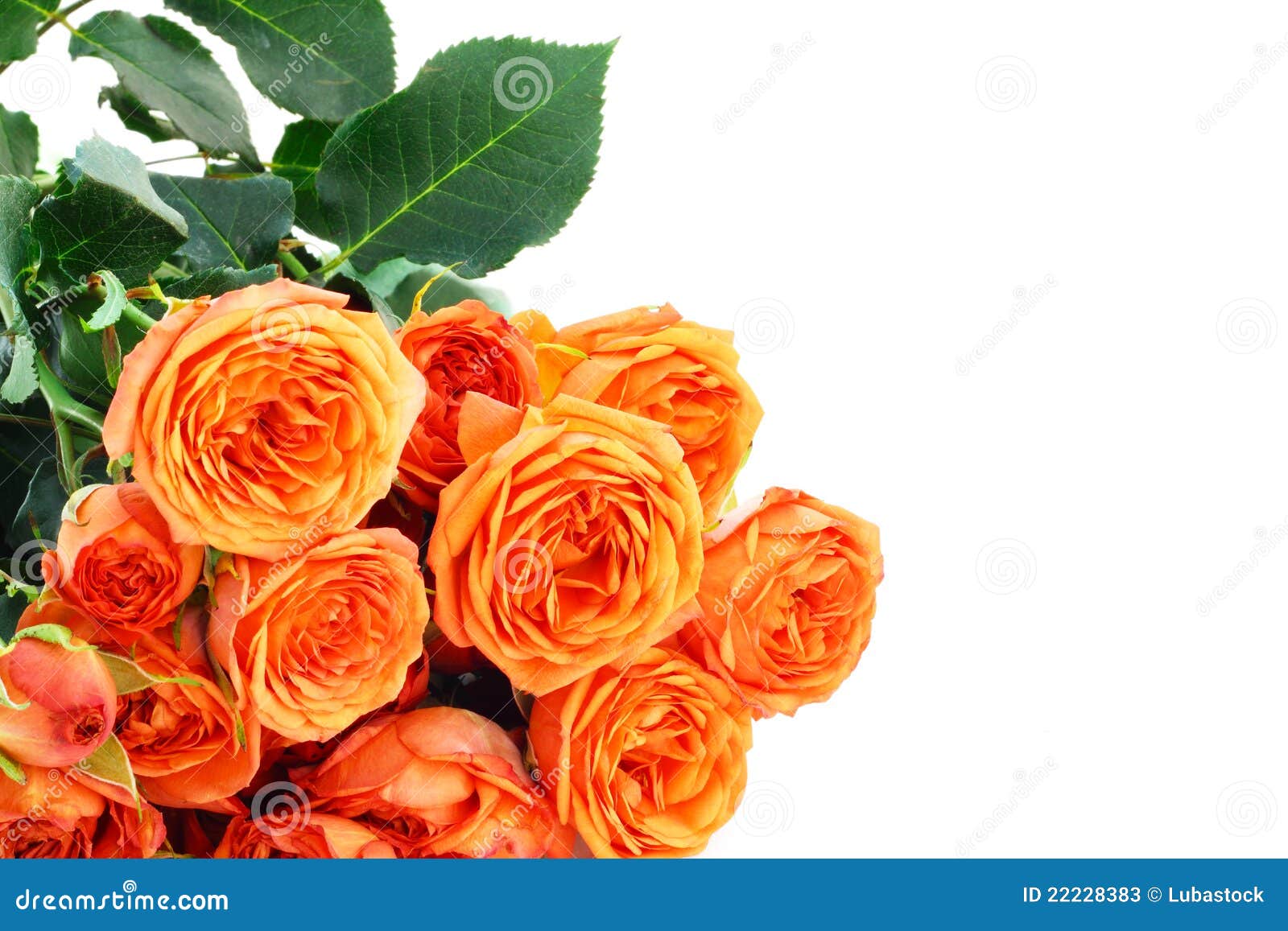 Bouquet of orange roses stock image. Image of natural - 22228383