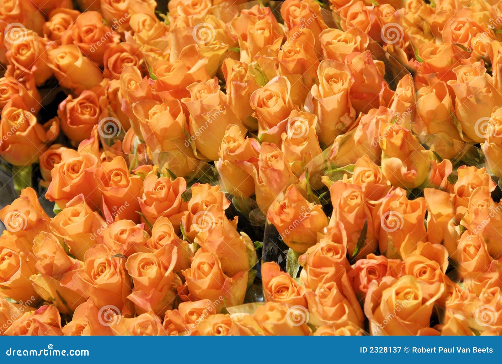 Bouquet of orange roses stock image. Image of individuality - 2328137